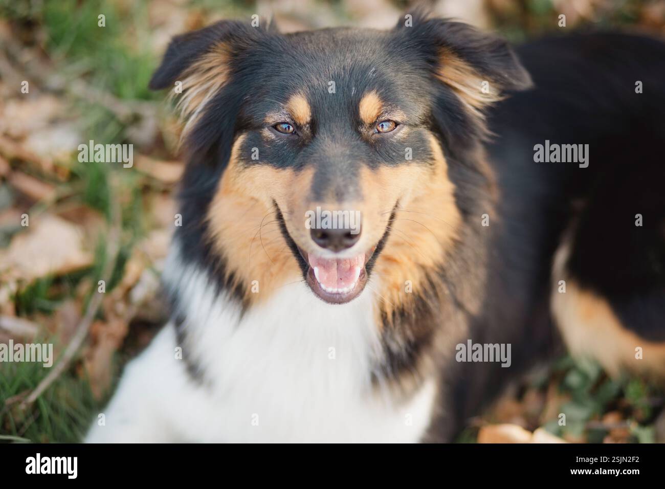 Australian Shepard, female, Black Merle Stock Photo - Alamy