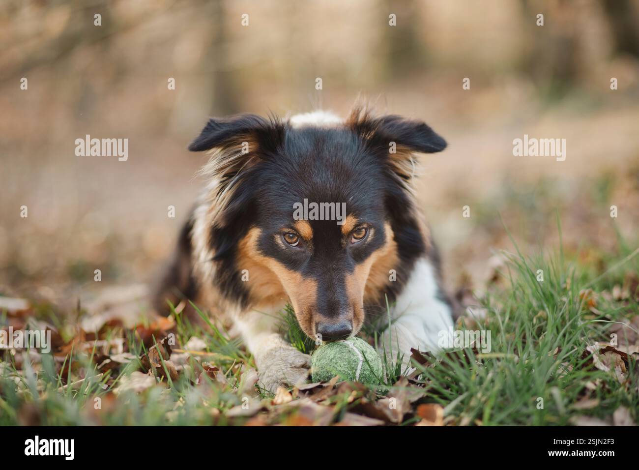 Australian Shepard, female, Black Merle Stock Photo - Alamy