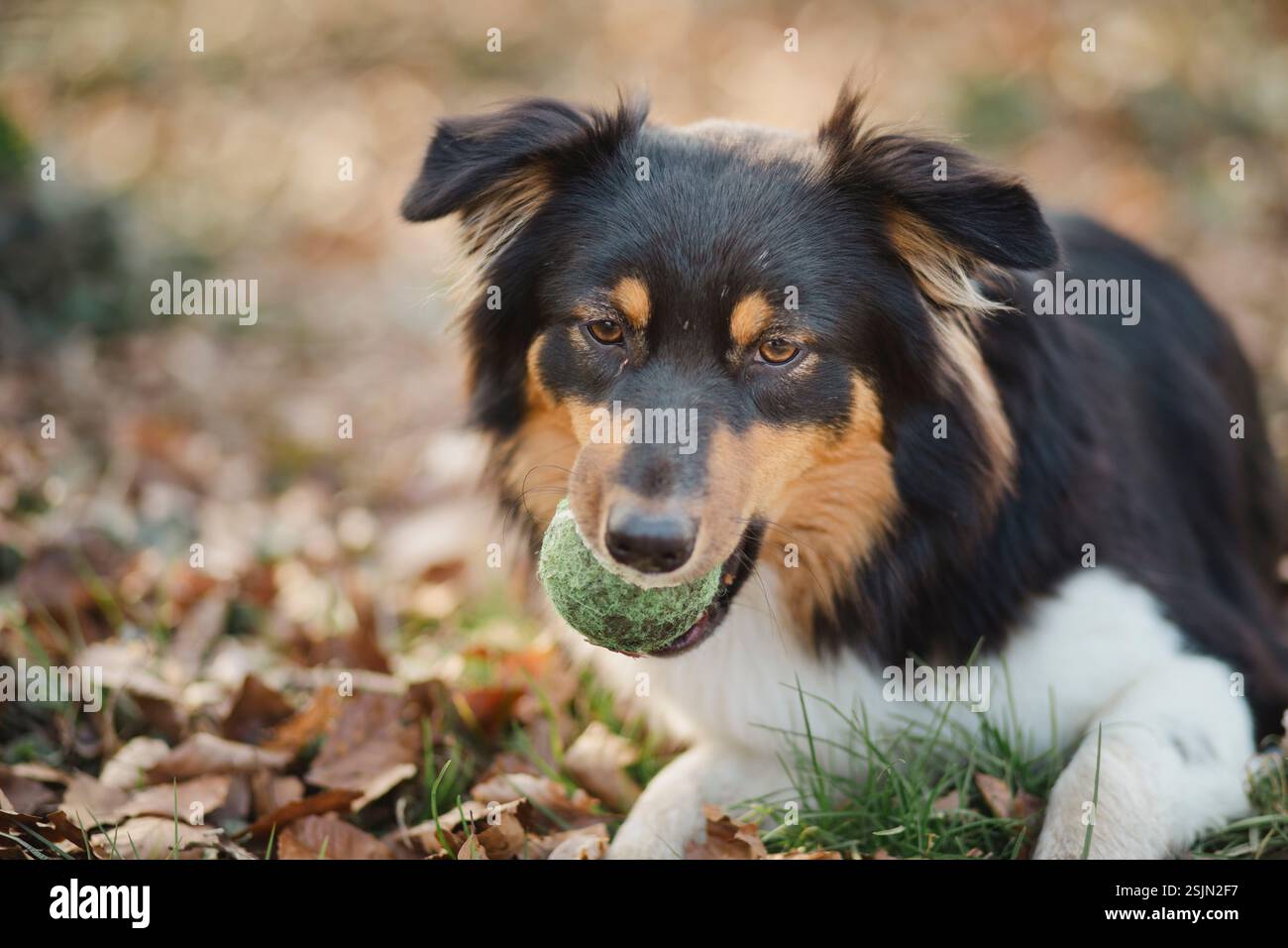 Australian Shepard, female, Black Merle Stock Photo - Alamy