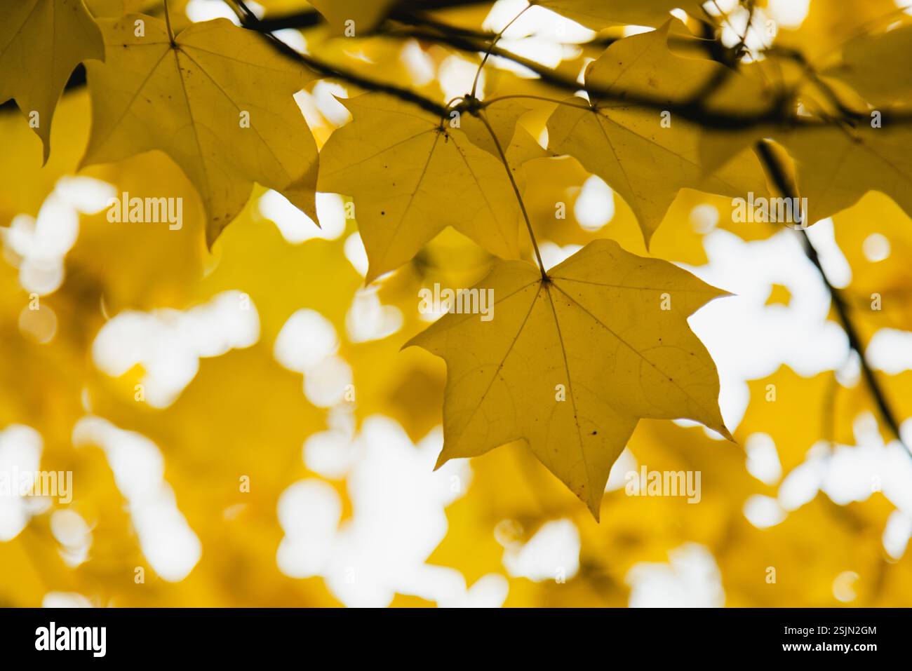 Fall foliage detail hi-res stock photography and images - Alamy