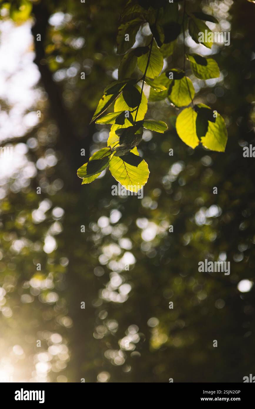 Detail leaves sunlight in nature hi-res stock photography and images ...