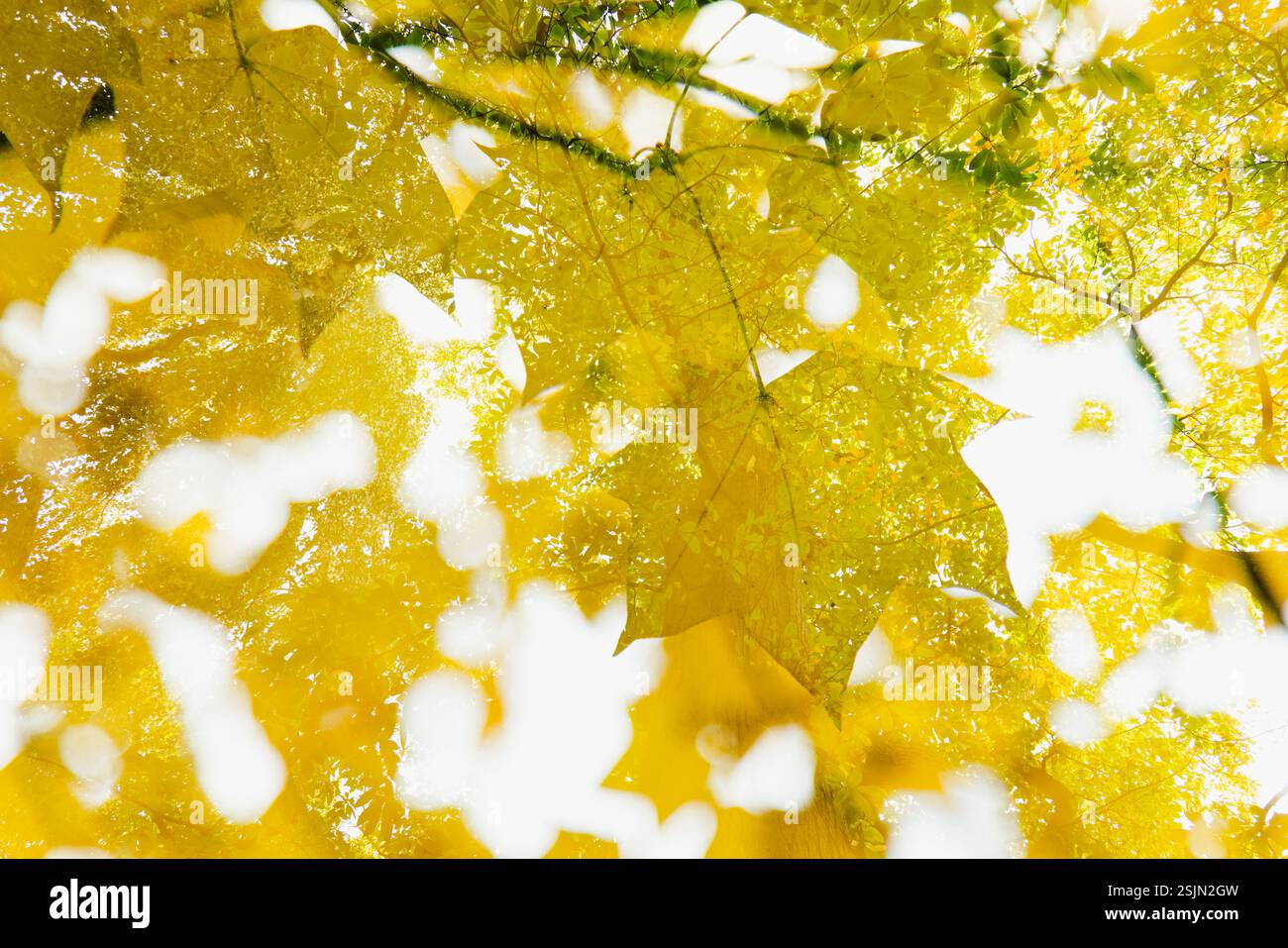 Maple tree, double exposure Stock Photo - Alamy