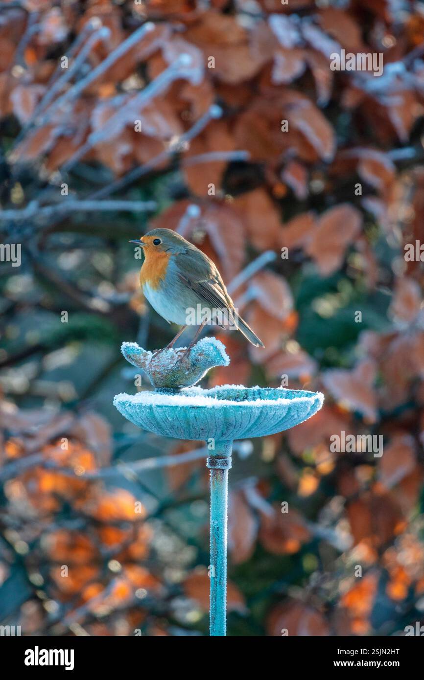 Robin (Erithacus rubecula) sitting on an icy bird bath in front of a ...