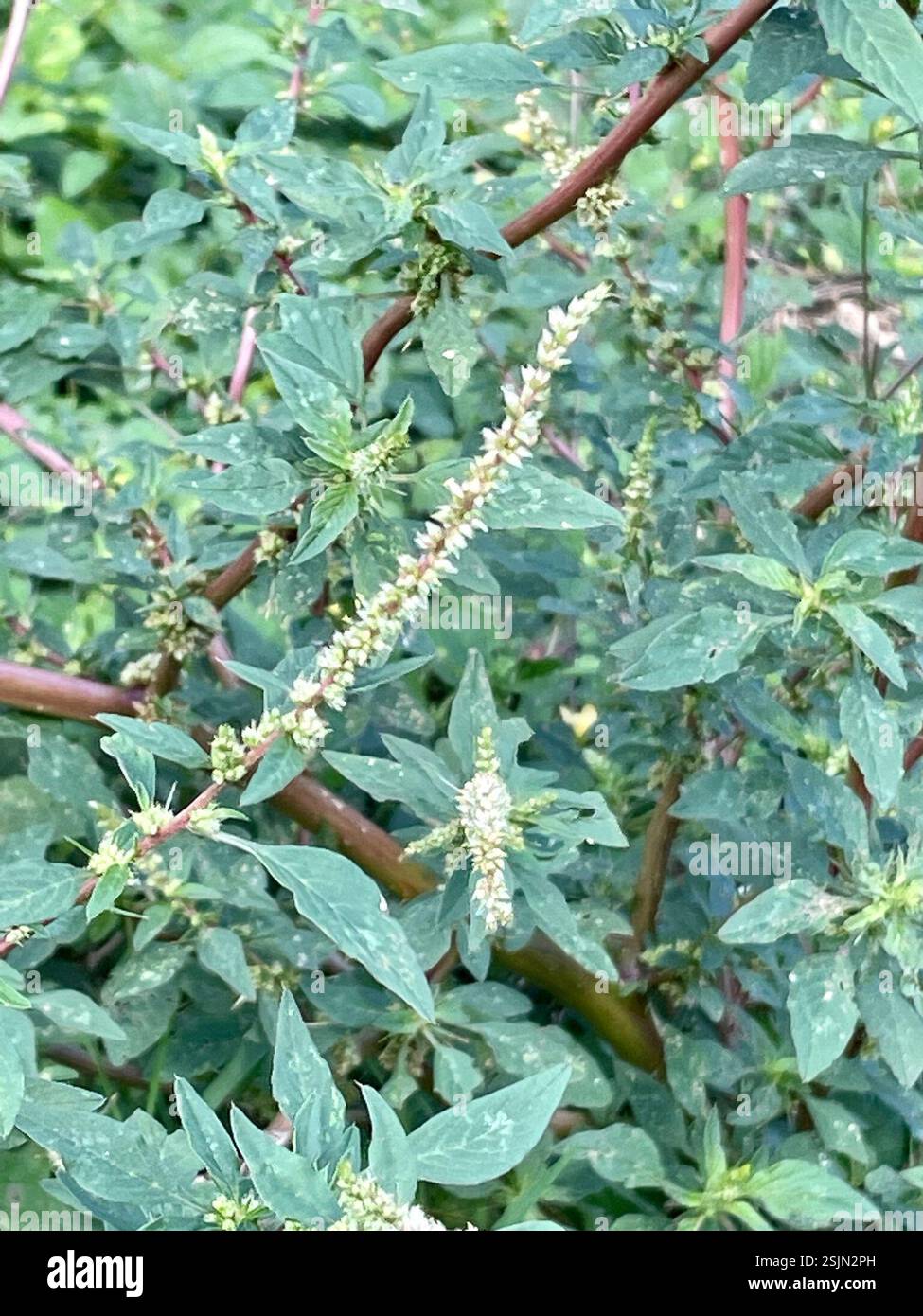amaranths (Amaranthus), Plantae, Autopista Nacional, Mayabeque Province ...