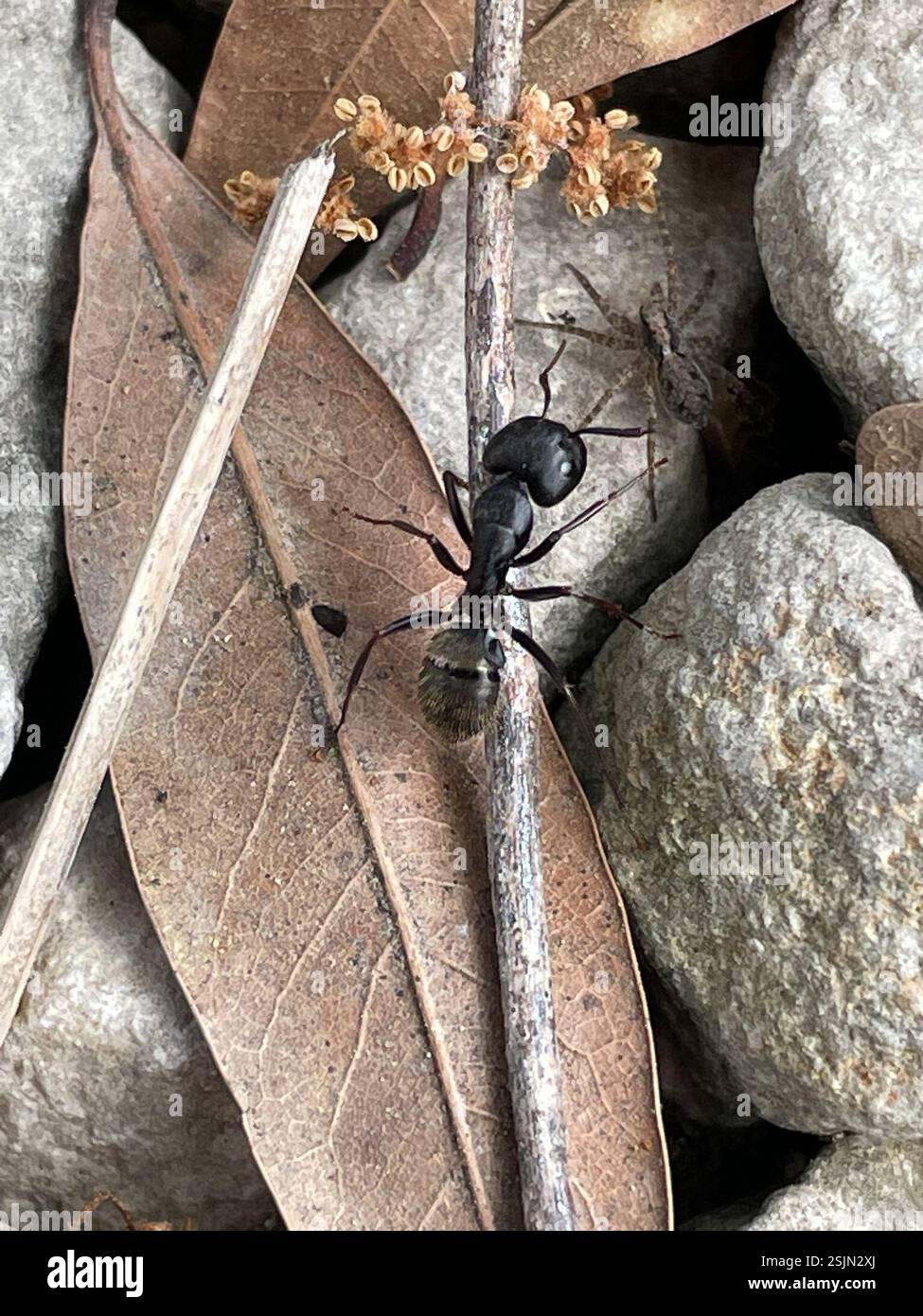 Eastern Black Carpenter Ant (Camponotus pennsylvanicus), Insecta ...
