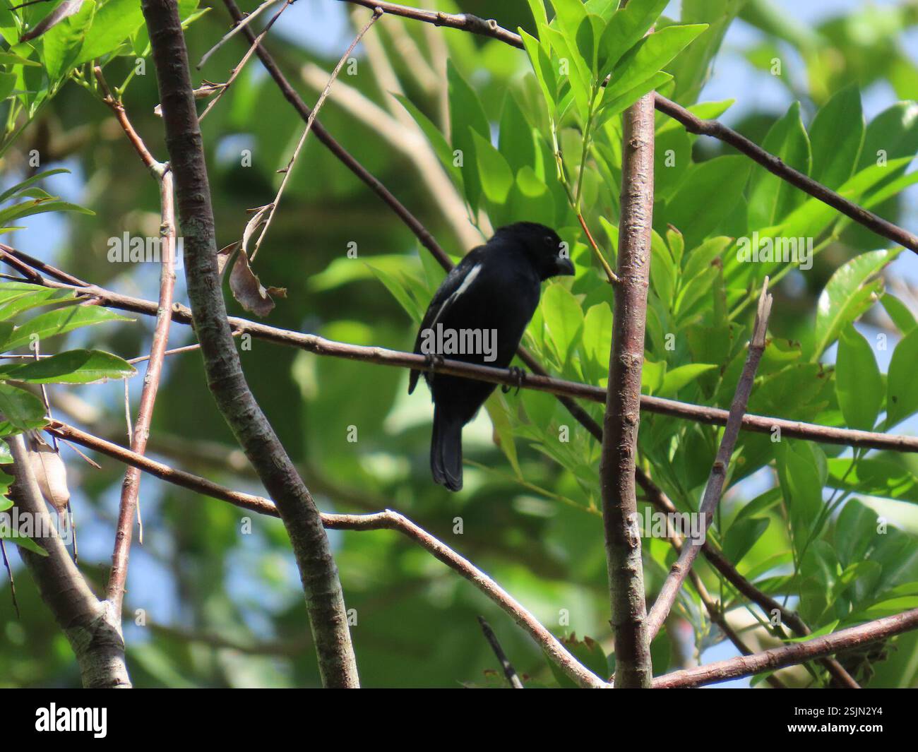 Cuban Bullfinch (Melopyrrha nigra), Aves, Pinar del Río, CU, The black ...