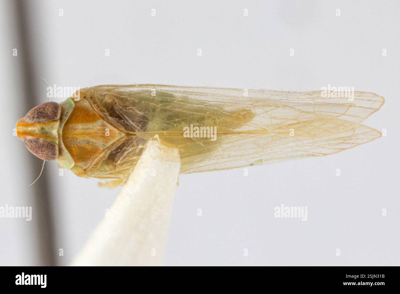 (Haplaxius spanglerorum), Insecta, Tingo María 10131, Peru, This is a ...