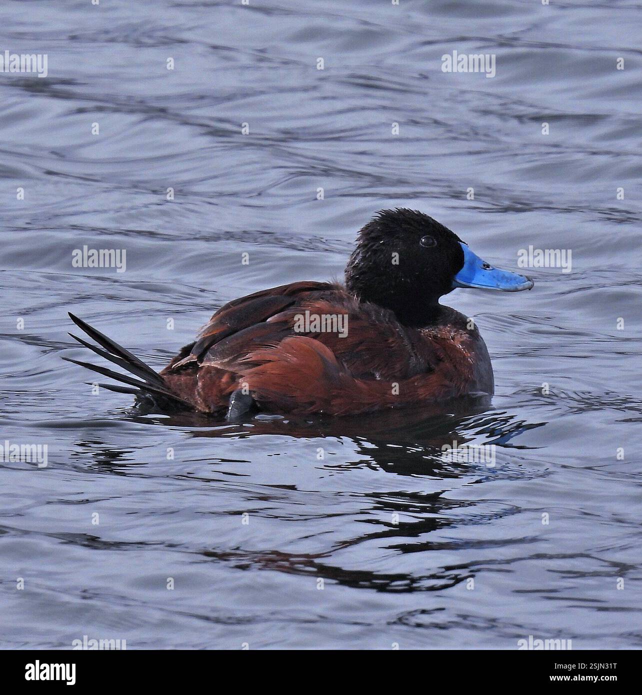 Andean Duck (Oxyura ferruginea), Aves, Lago Argentino, AR-SC, AR Stock ...