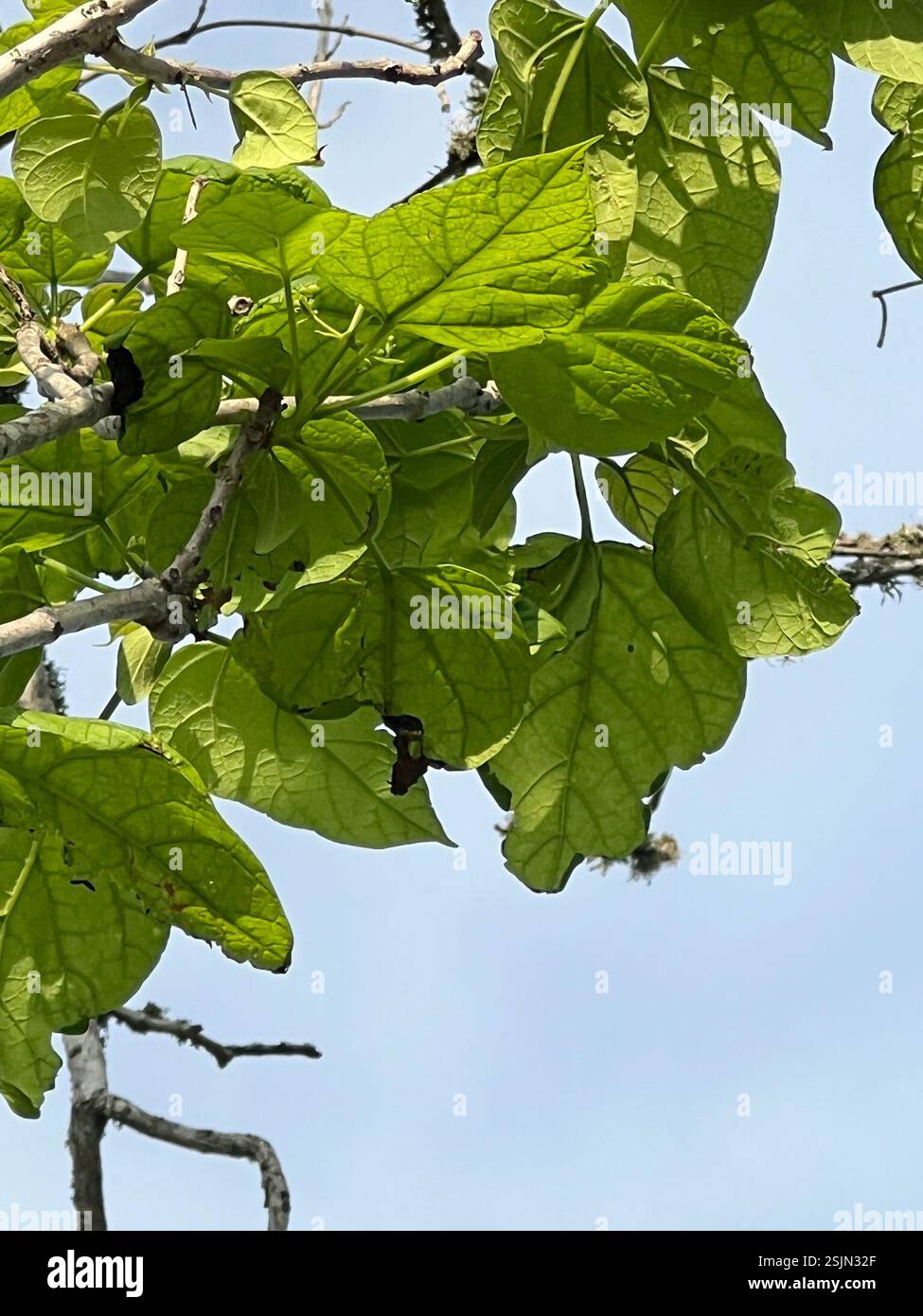 southern catalpa (Catalpa bignonioides), Plantae, New Wehdem Rd ...