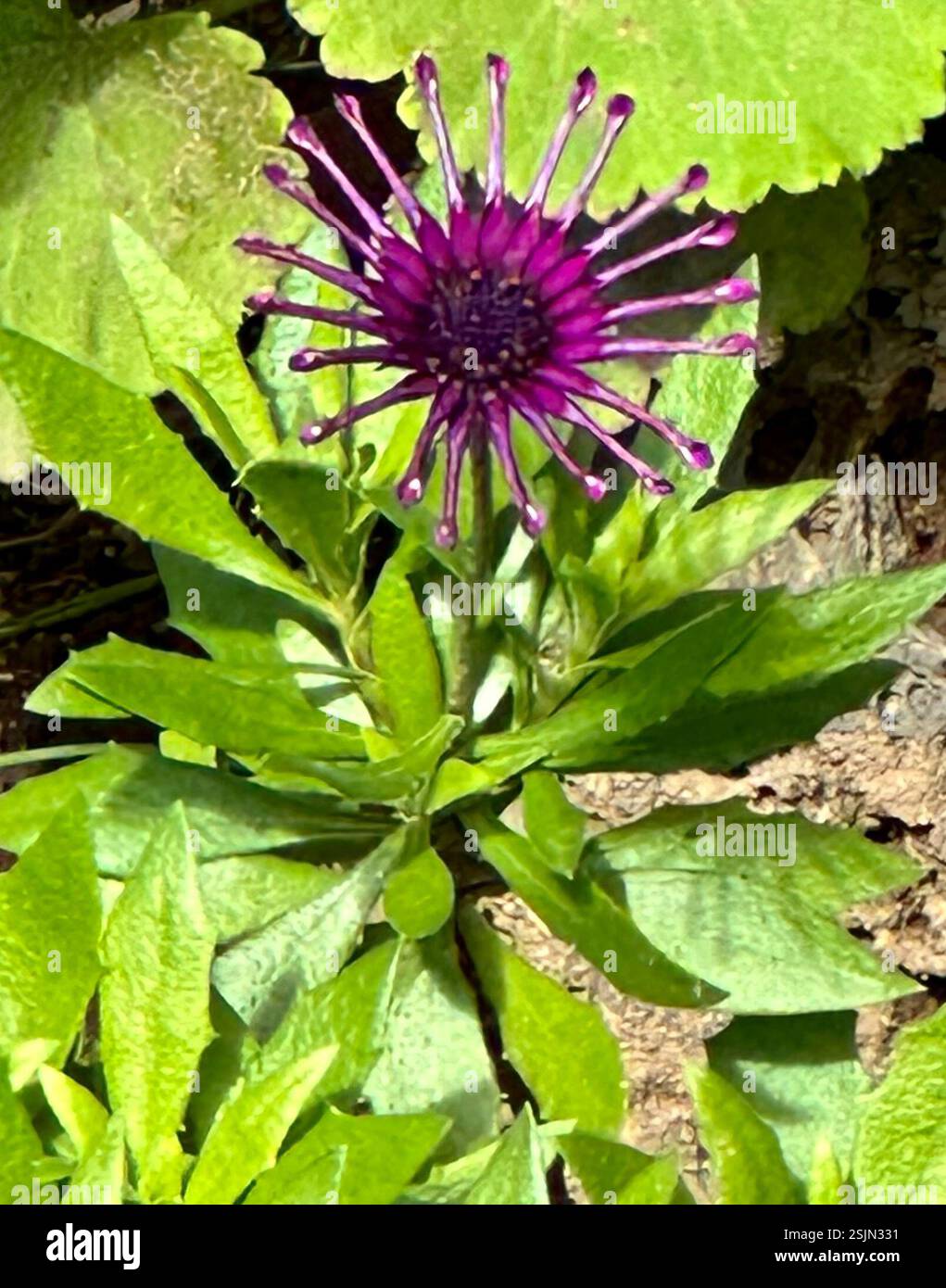 trailing African daisy (Dimorphotheca fruticosa), Plantae, Duque da ...