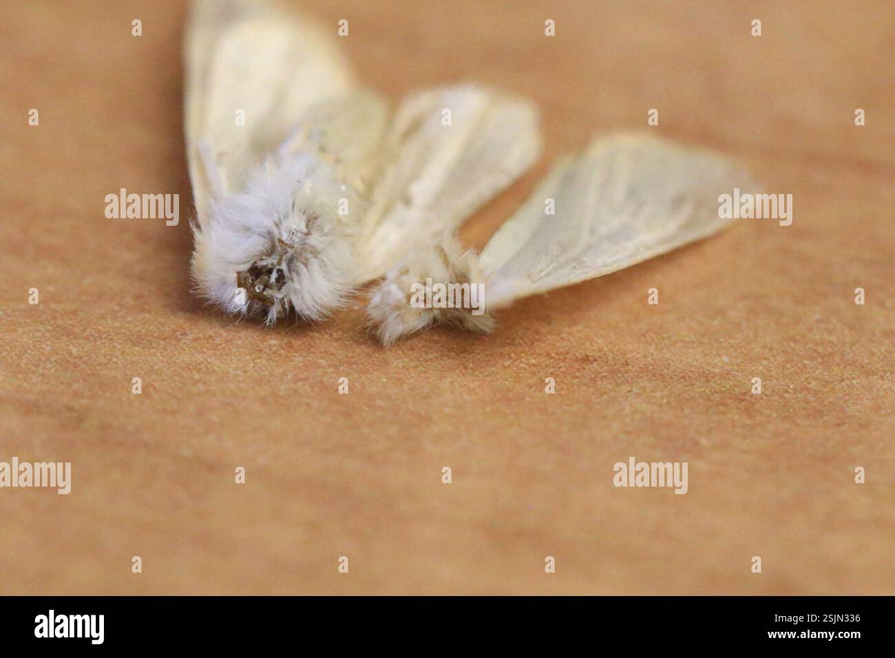 Butterflies and Moths (Lepidoptera), Insecta, Lane, Oregon, United ...