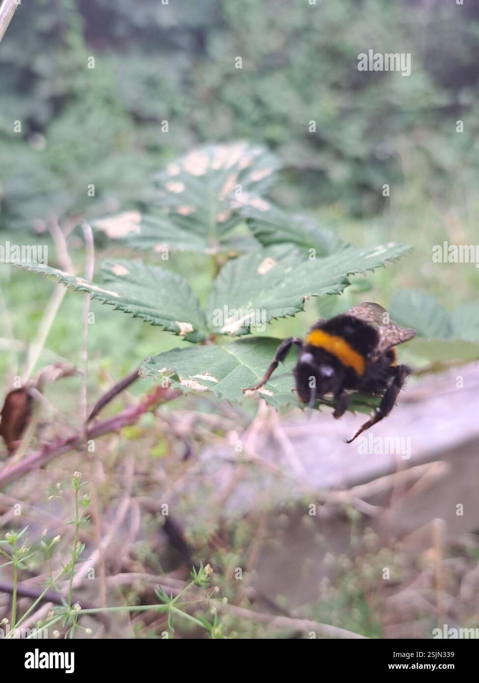 Buff-tailed Bumble Bee (Bombus terrestris), Insecta, Kelburn ...