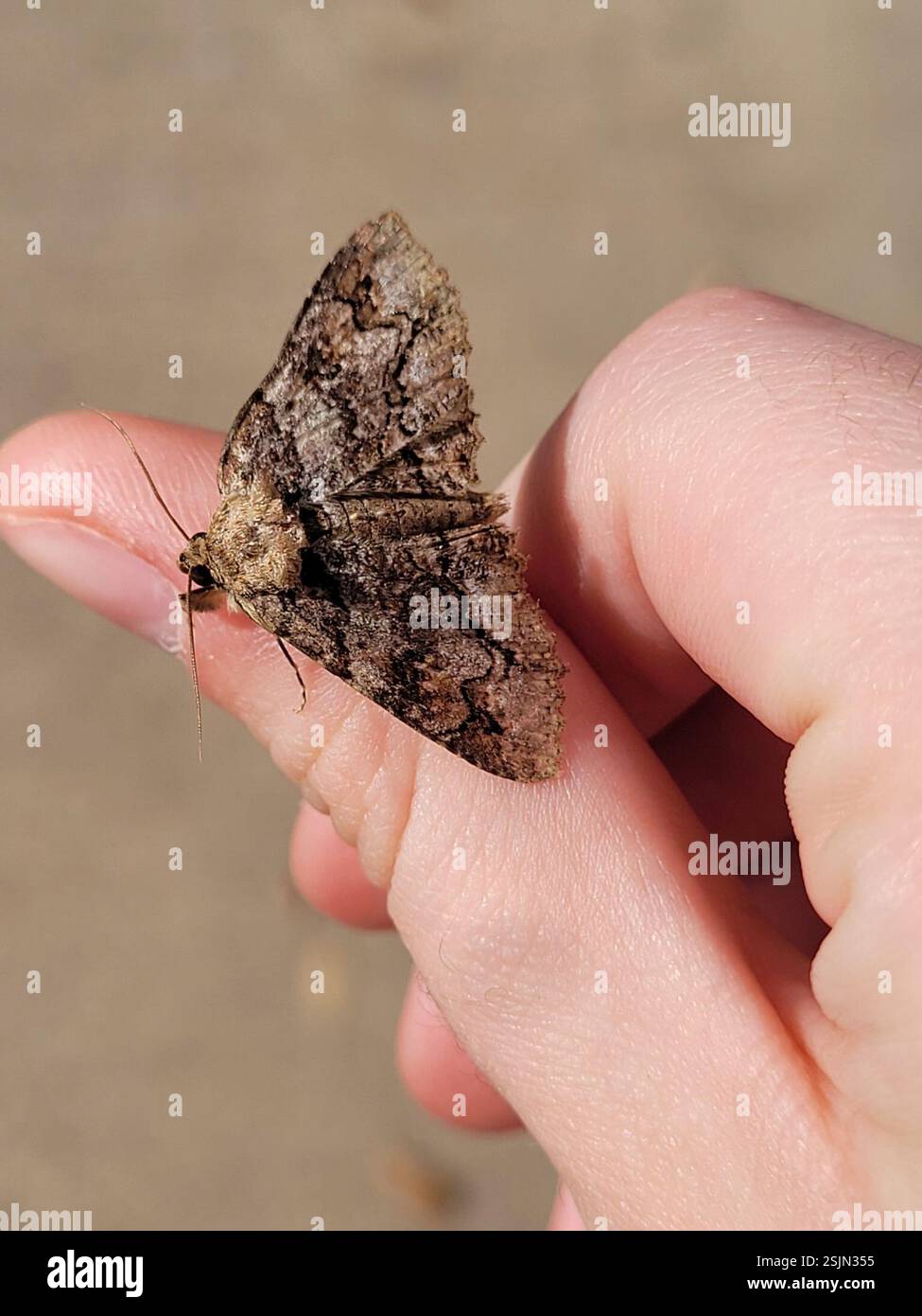 (Ennominae), Insecta, Ellis County, US-TX, US Stock Photo - Alamy