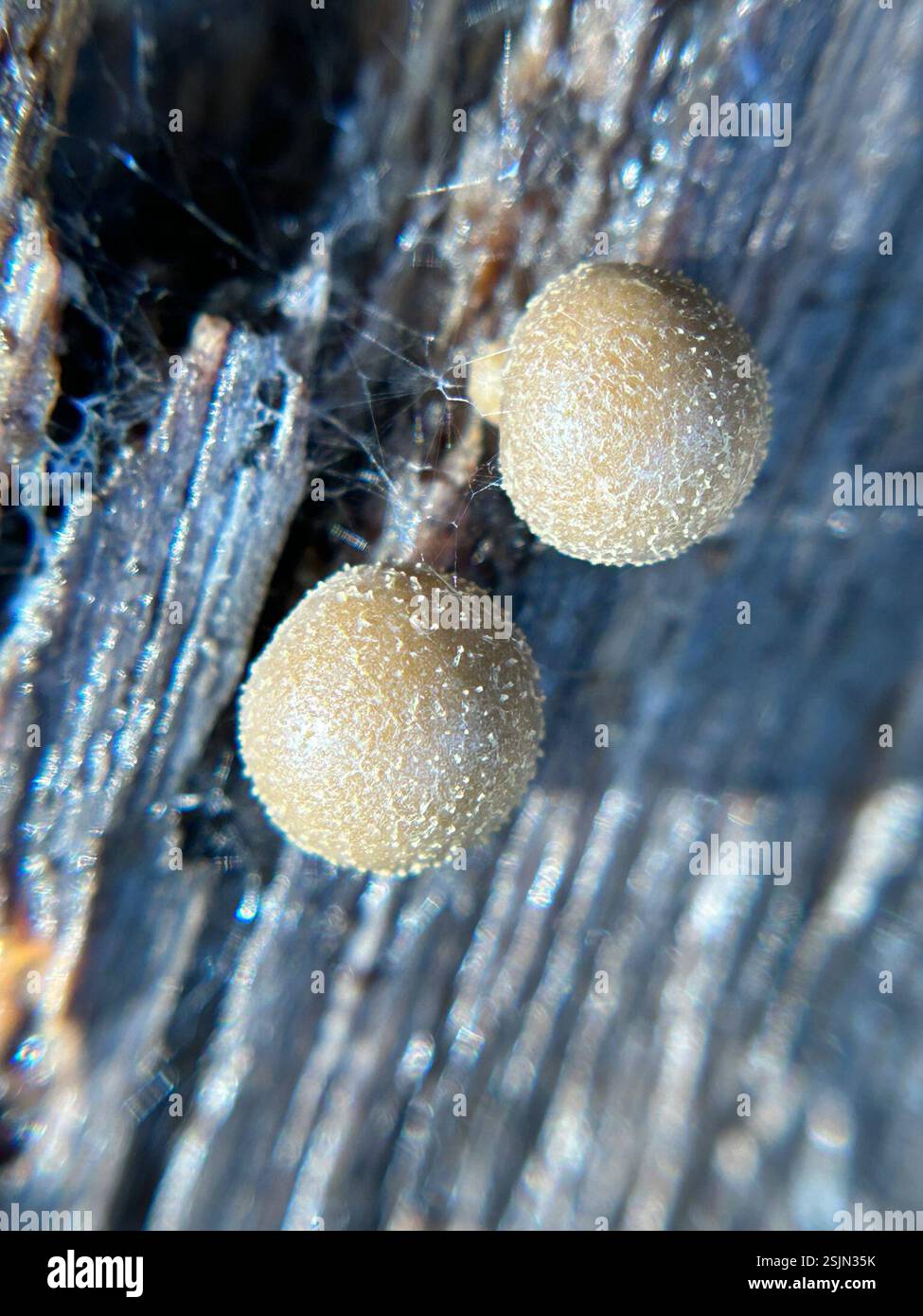 (Lycogala epidendrum), Protozoa, Avon Ave, Cambria, CA, US Stock Photo ...