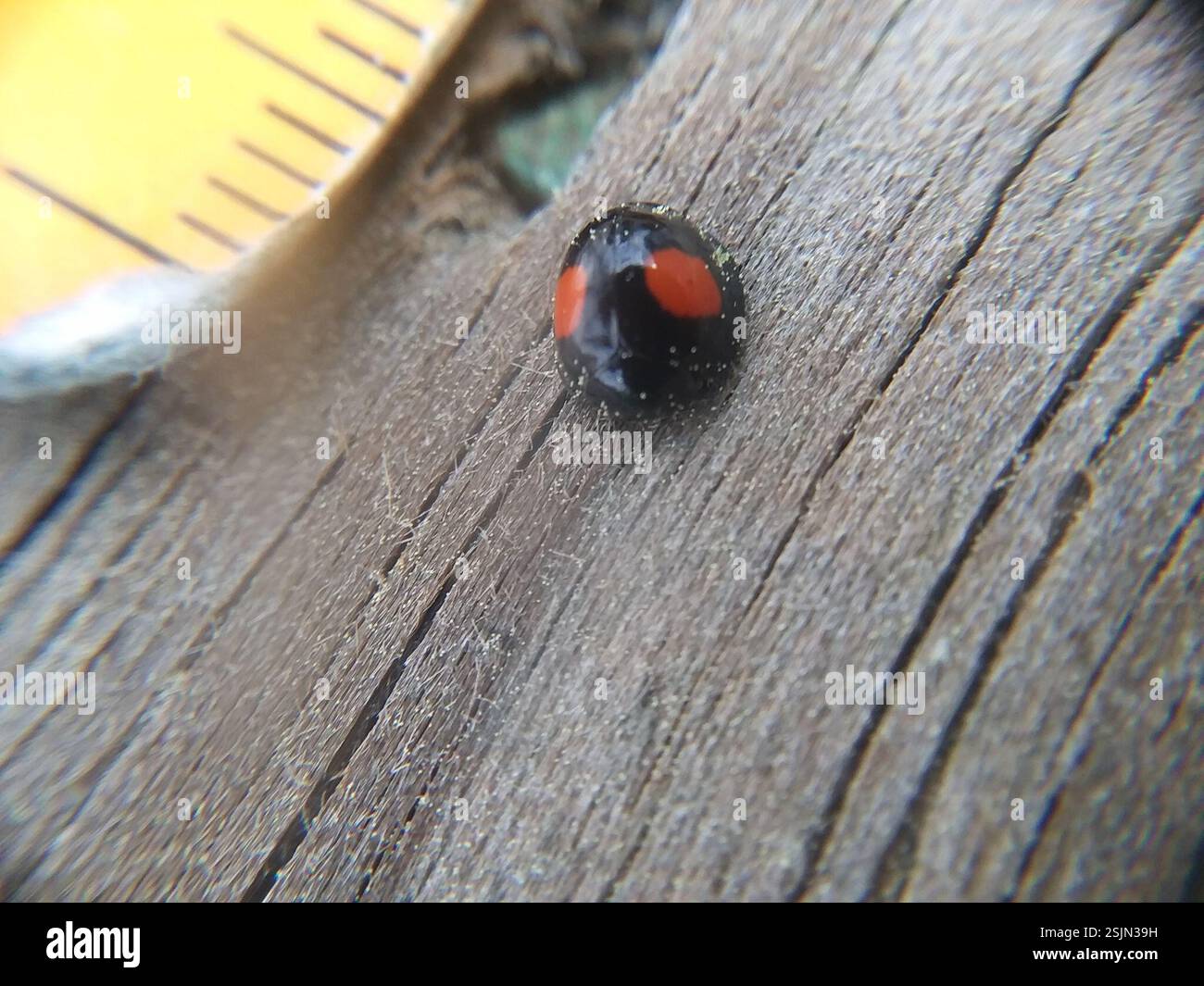 Cactus Lady Beetle (Chilocorus cacti), Insecta, Windsor Forest ...