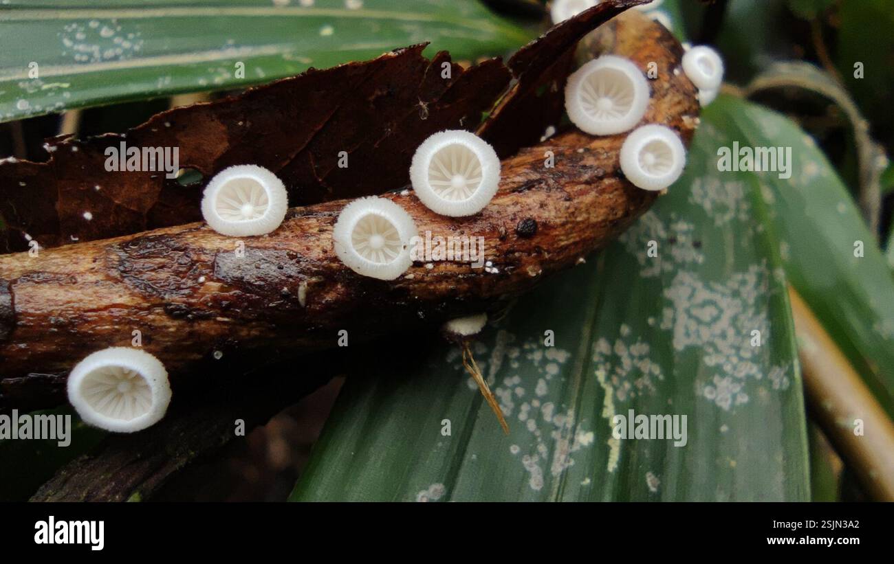 (Chaetocalathus craterellus), Fungi, Hangzhou, CN-ZJ, CN Stock Photo ...