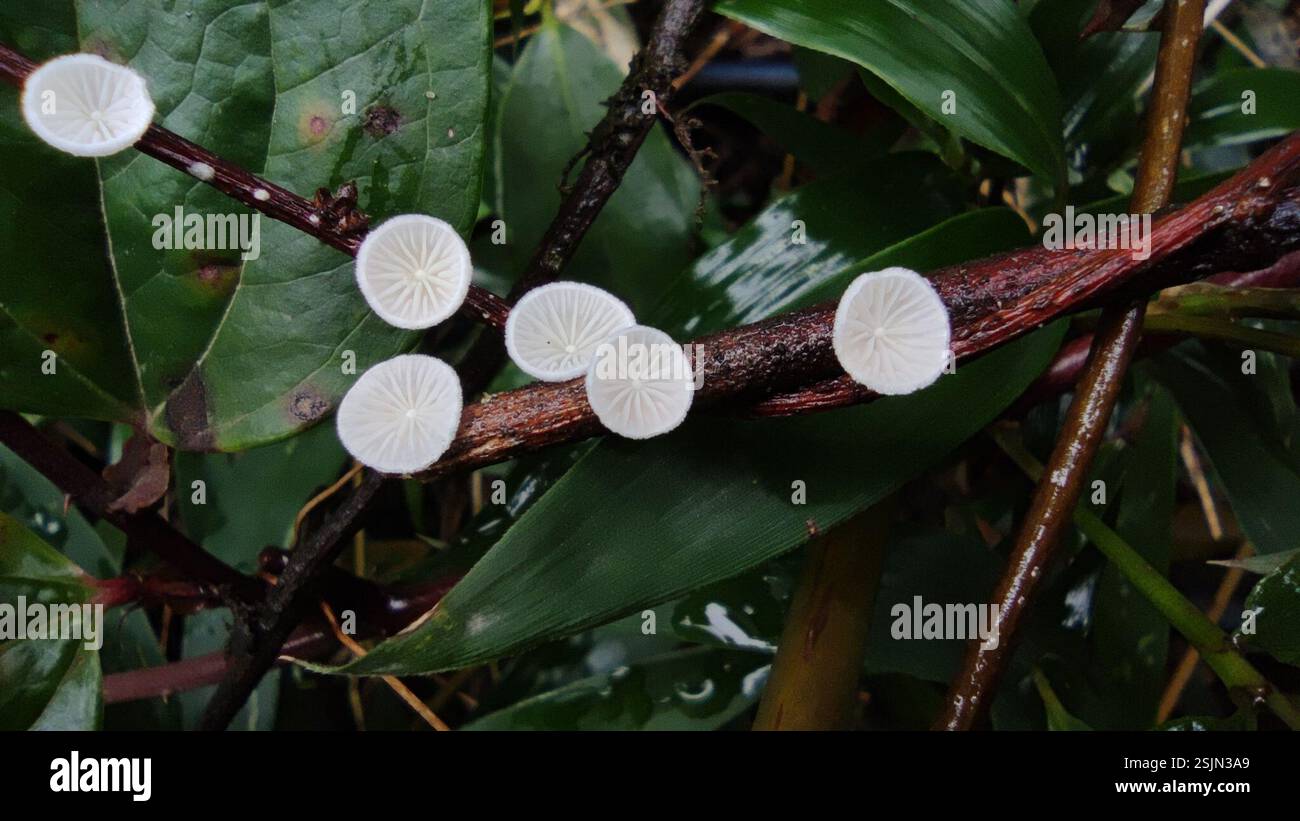 (Chaetocalathus craterellus), Fungi, Hangzhou, CN-ZJ, CN Stock Photo ...
