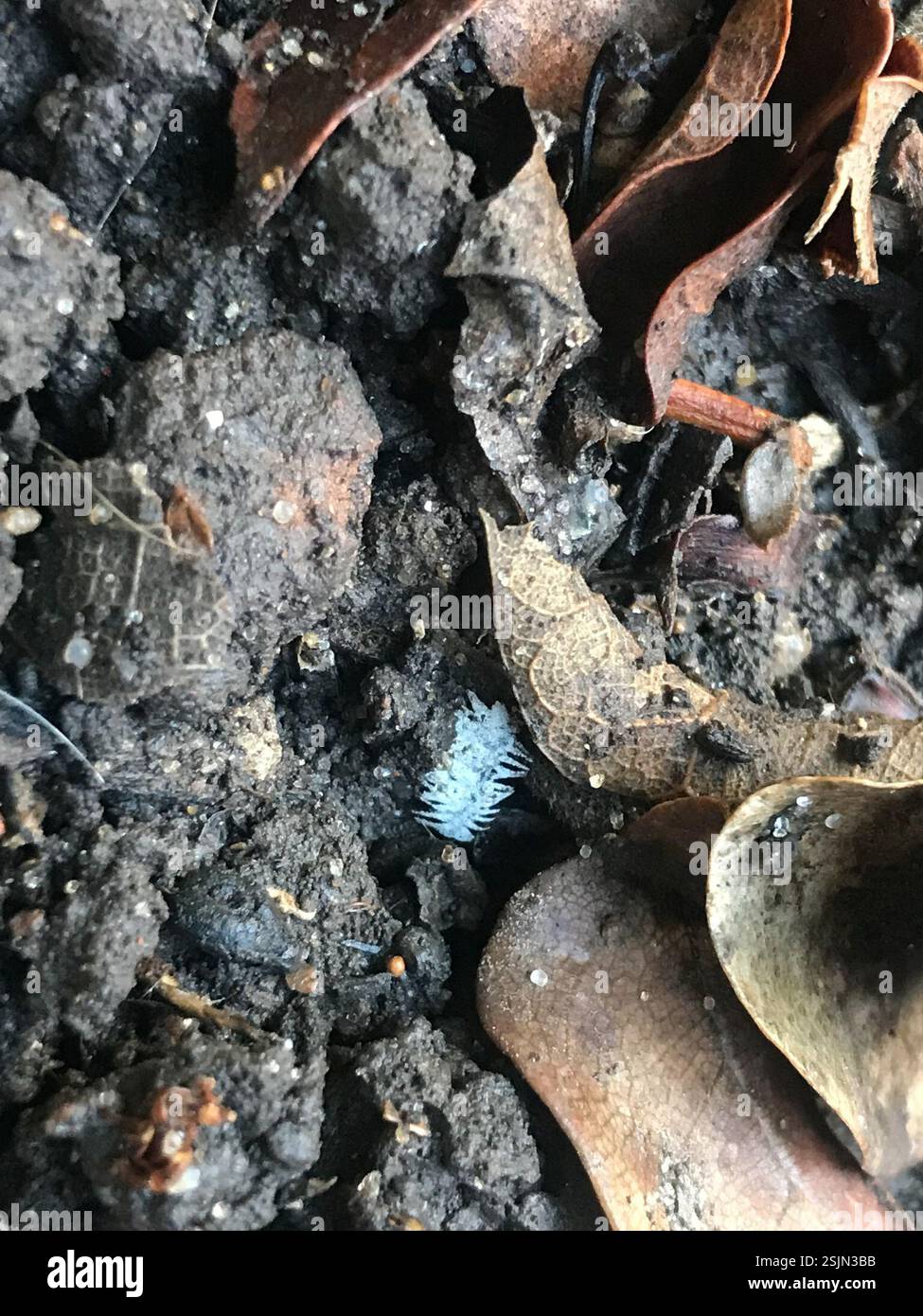 Common Coral Slime (Ceratiomyxa fruticulosa), Protozoa, Del Abasto ...