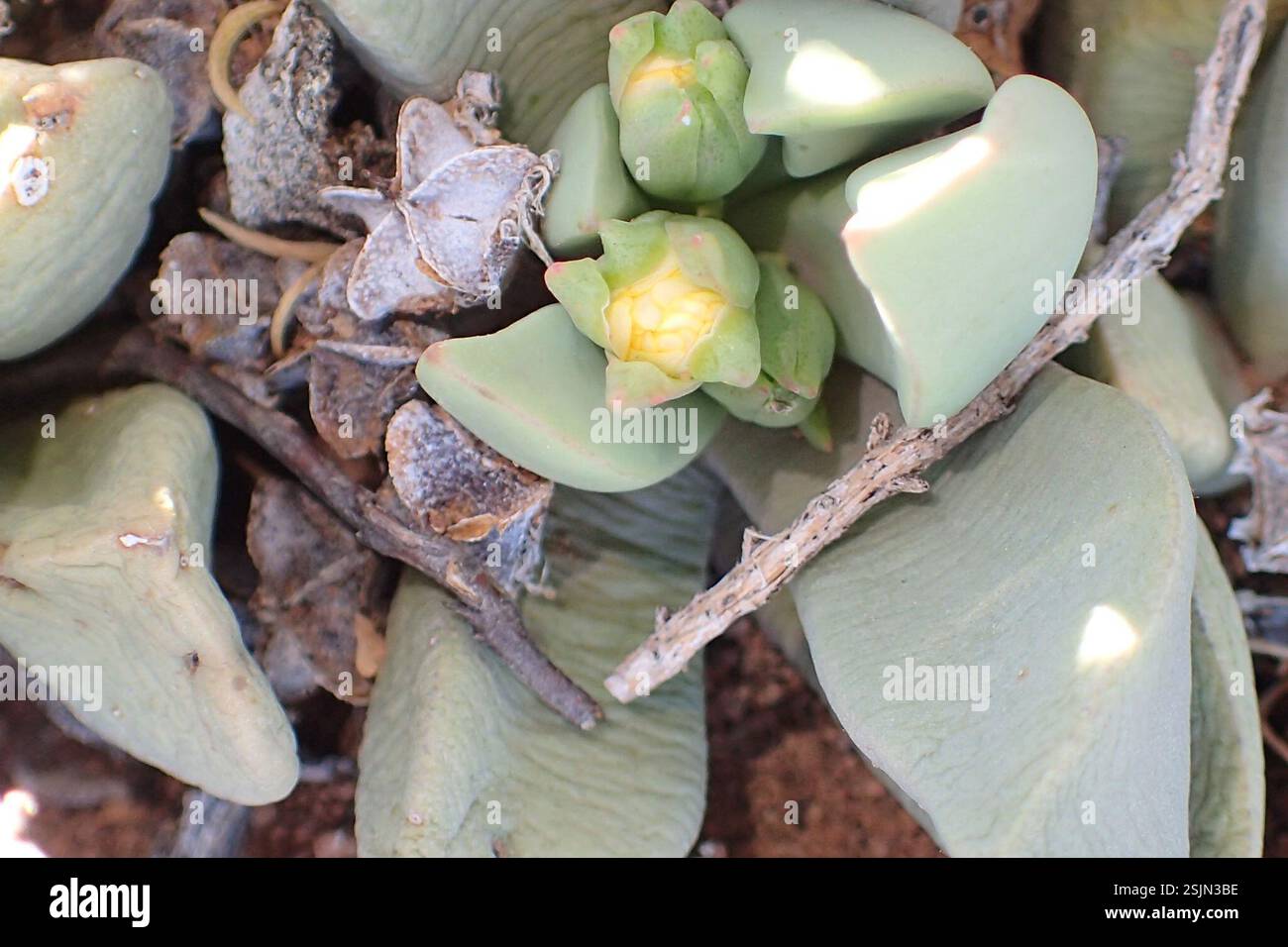 Clay Prince Albert Vygie (Bijlia dilatata), Plantae, Prince Albert ...