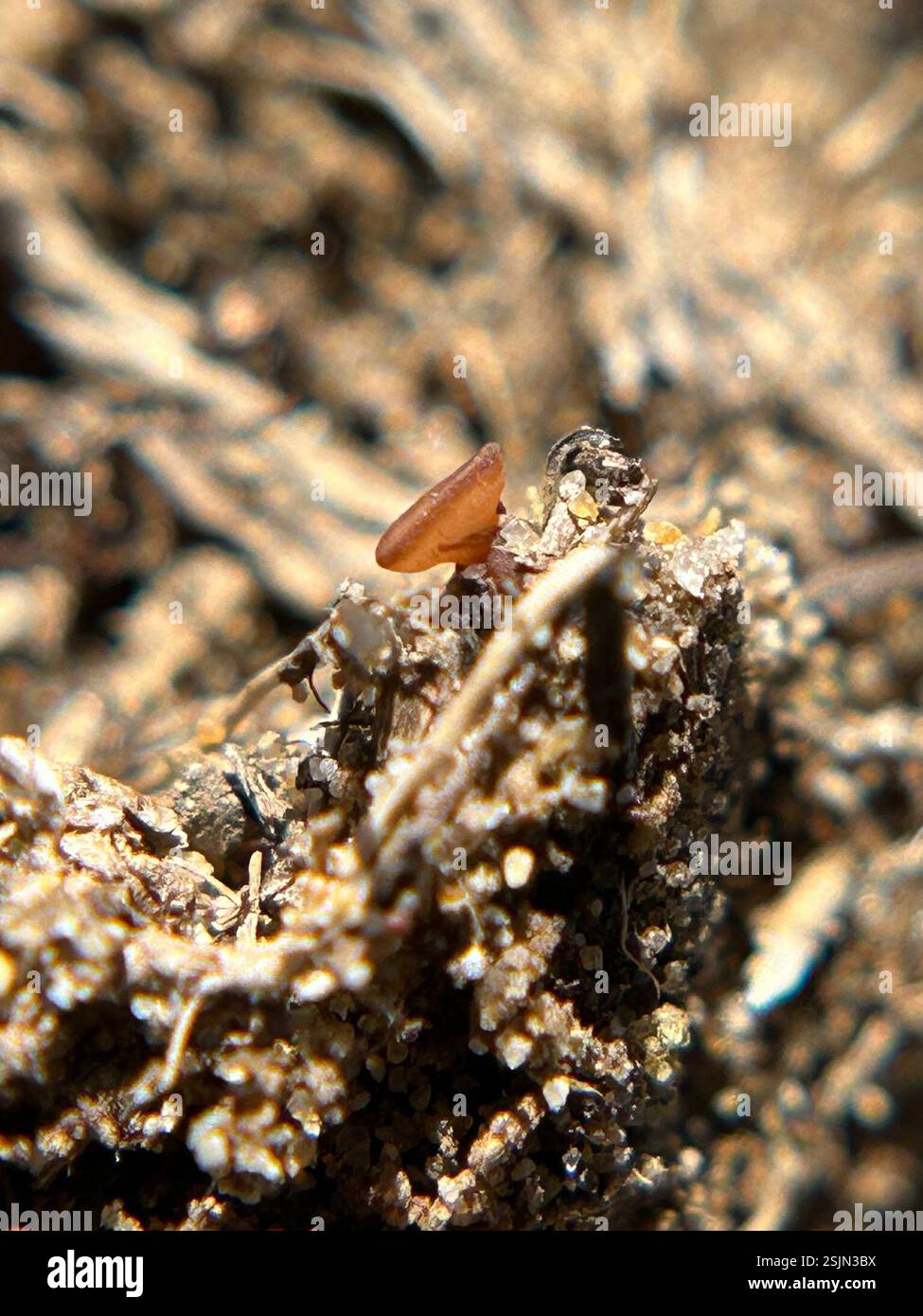 Operculate Ascomycetes (Pezizomycetes), Fungi, Monaña de Oro State Park ...