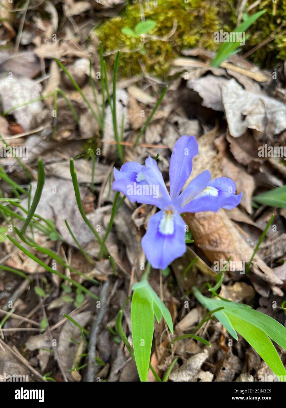 dwarf crested iris (Iris cristata), Plantae, Garden Rd, Chattanooga, TN ...