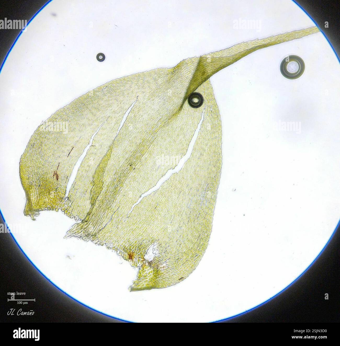 Mouse-tail Moss (Pseudisothecium myosuroides), Plantae, Pontevedra ...