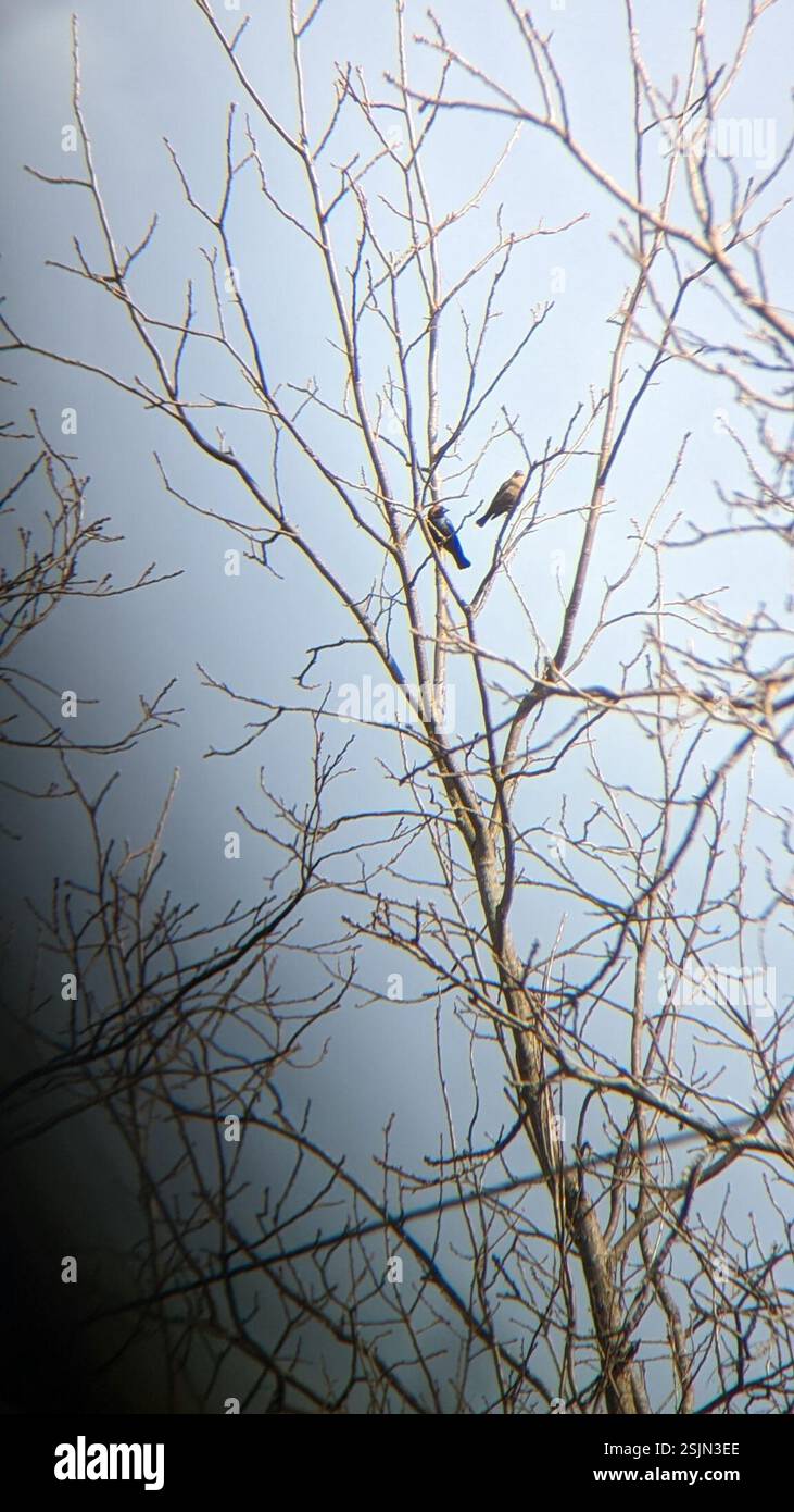 Brown-headed Cowbird (Molothrus ater), Aves, Berlin Heights, OH 44814 ...