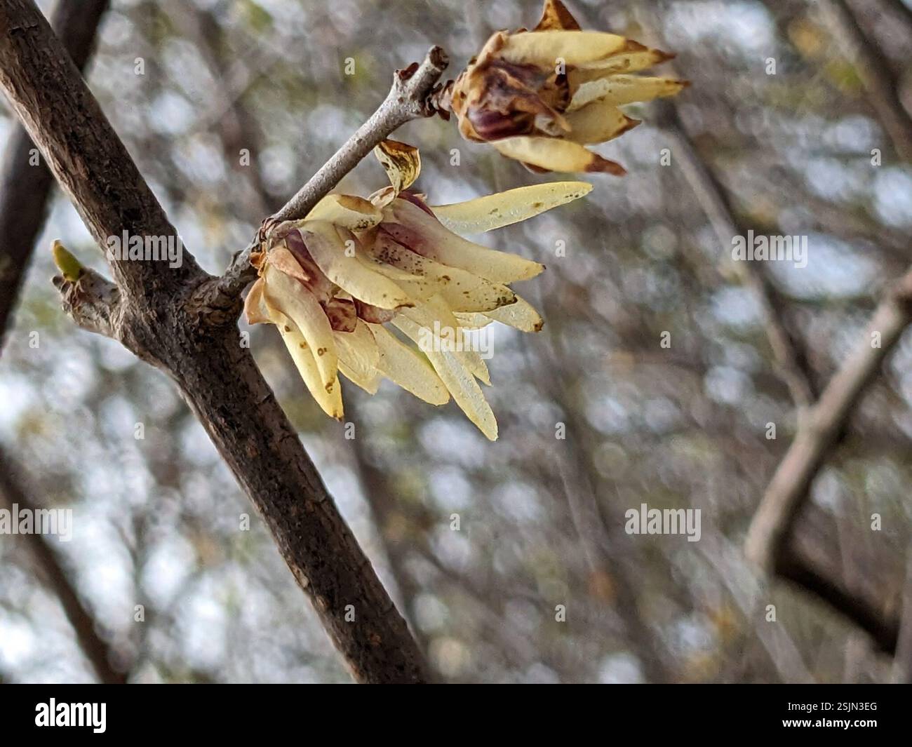 Wintersweet (Chimonanthus praecox), Plantae, Pouilly, 21000 Dijon ...