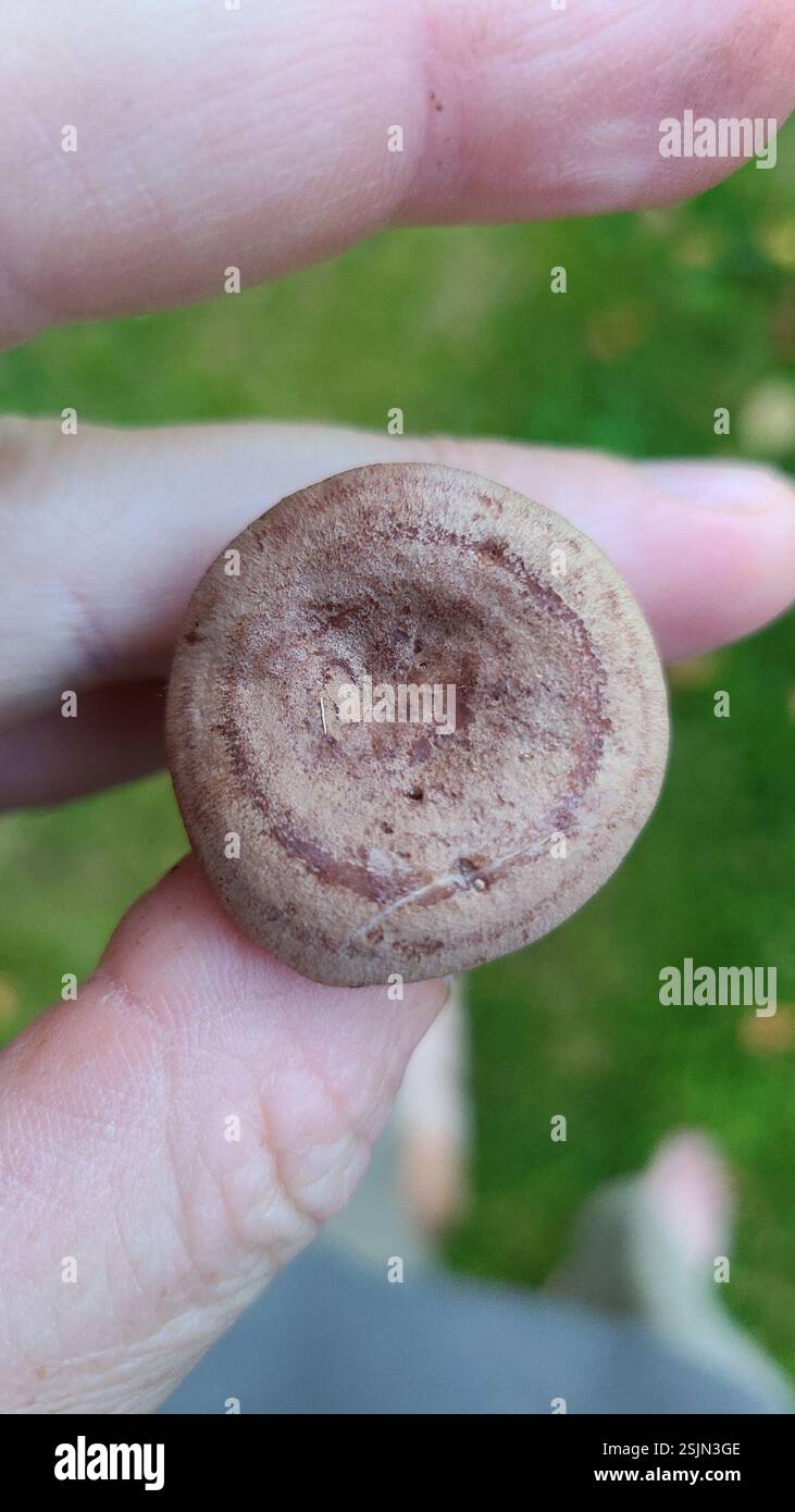 Coconut Milkcap (Lactarius glyciosmus), Fungi, Heywards Road, Under ...