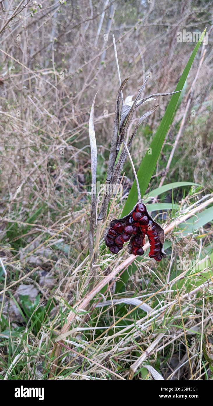 Stinking iris (Iris foetidissima), Plantae, London, UK Stock Photo - Alamy