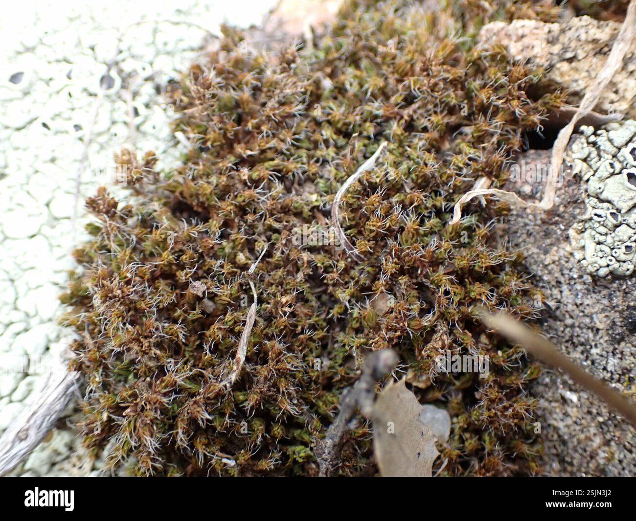 Star Moss (Syntrichia ruralis), Plantae, Anza, CA 92539, USA, On rock ...