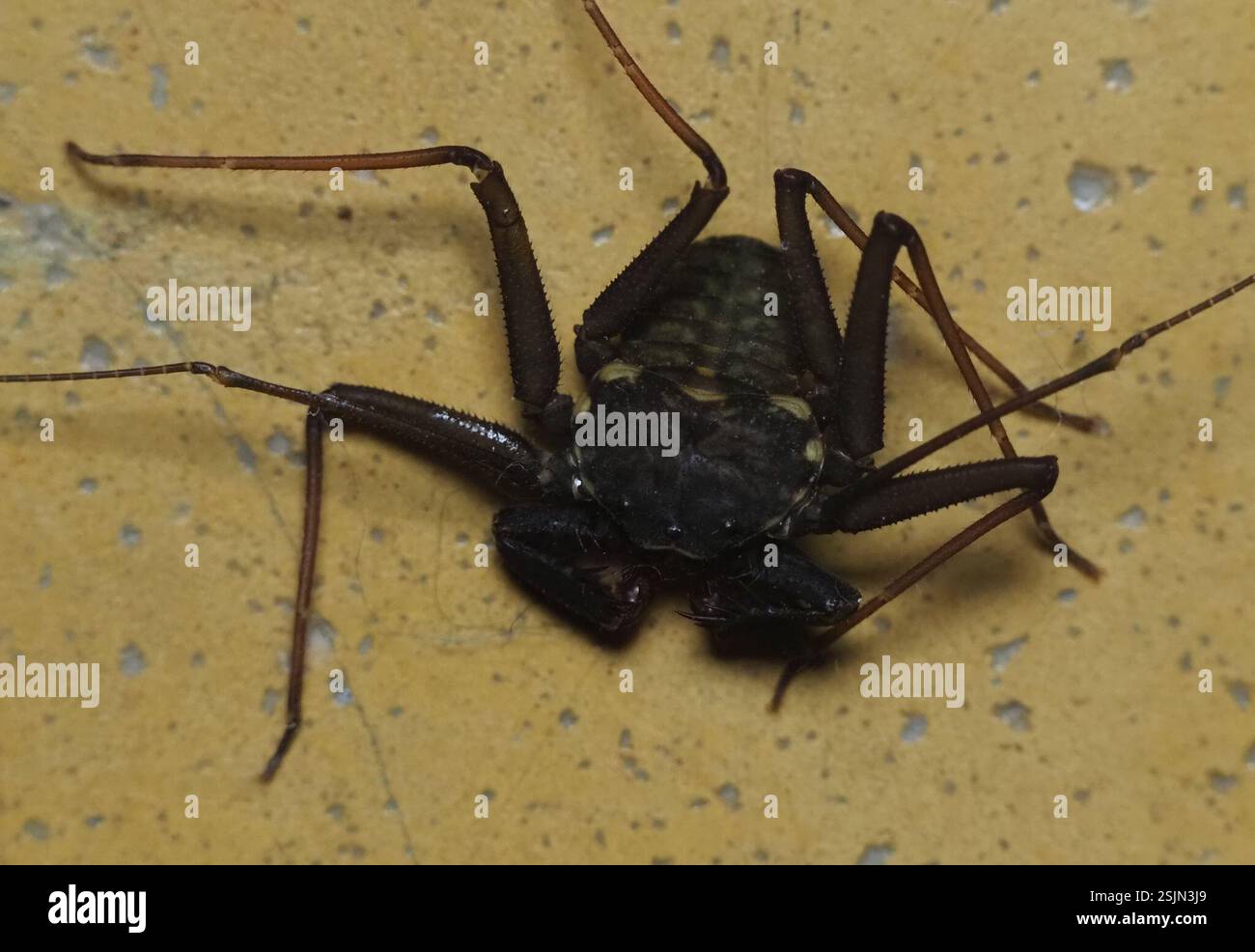 Florida Tailless Whipscorpion (Phrynus marginemaculatus), Arachnida ...