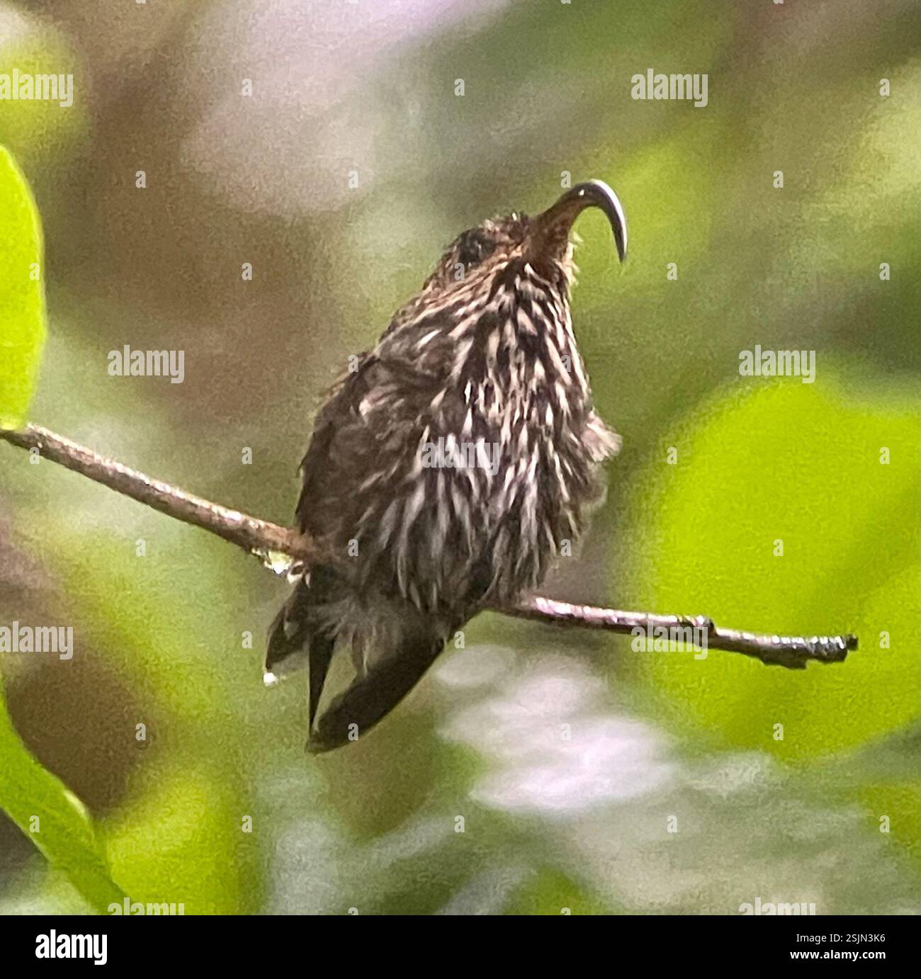 White-tipped Sicklebill (Eutoxeres aquila), Aves, Cocle, PA, It’s a ...