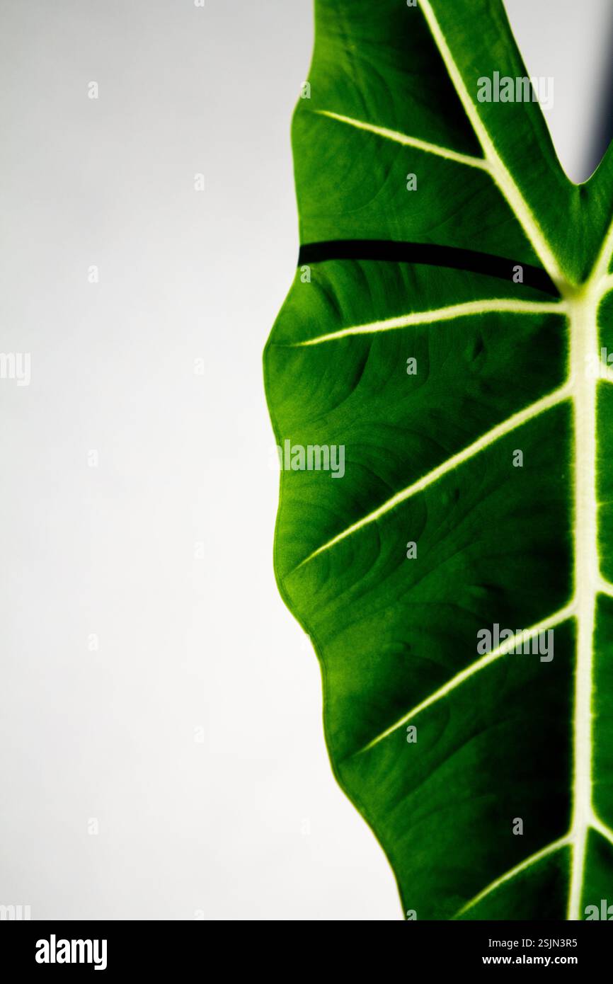 A striking close-up of the lush, vibrant leaf of an Alocasia plant ...