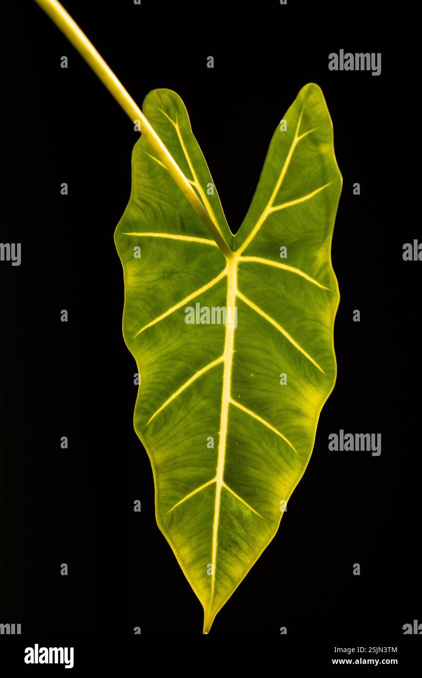 A striking close-up of the lush, vibrant leaf of an Alocasia plant ...