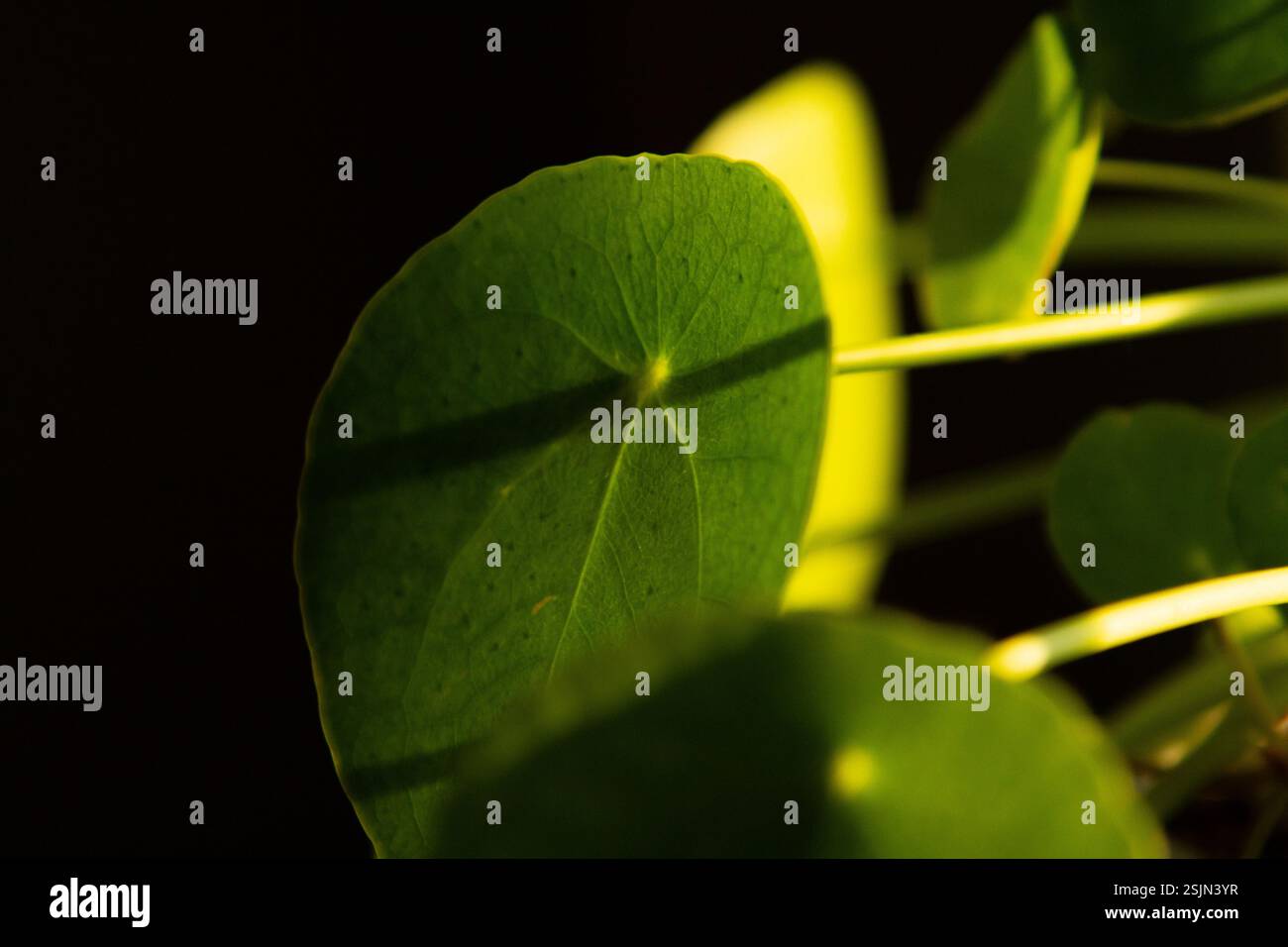 A close-up of the round, glossy leaf of the Chinese Money Plant (Pilea ...