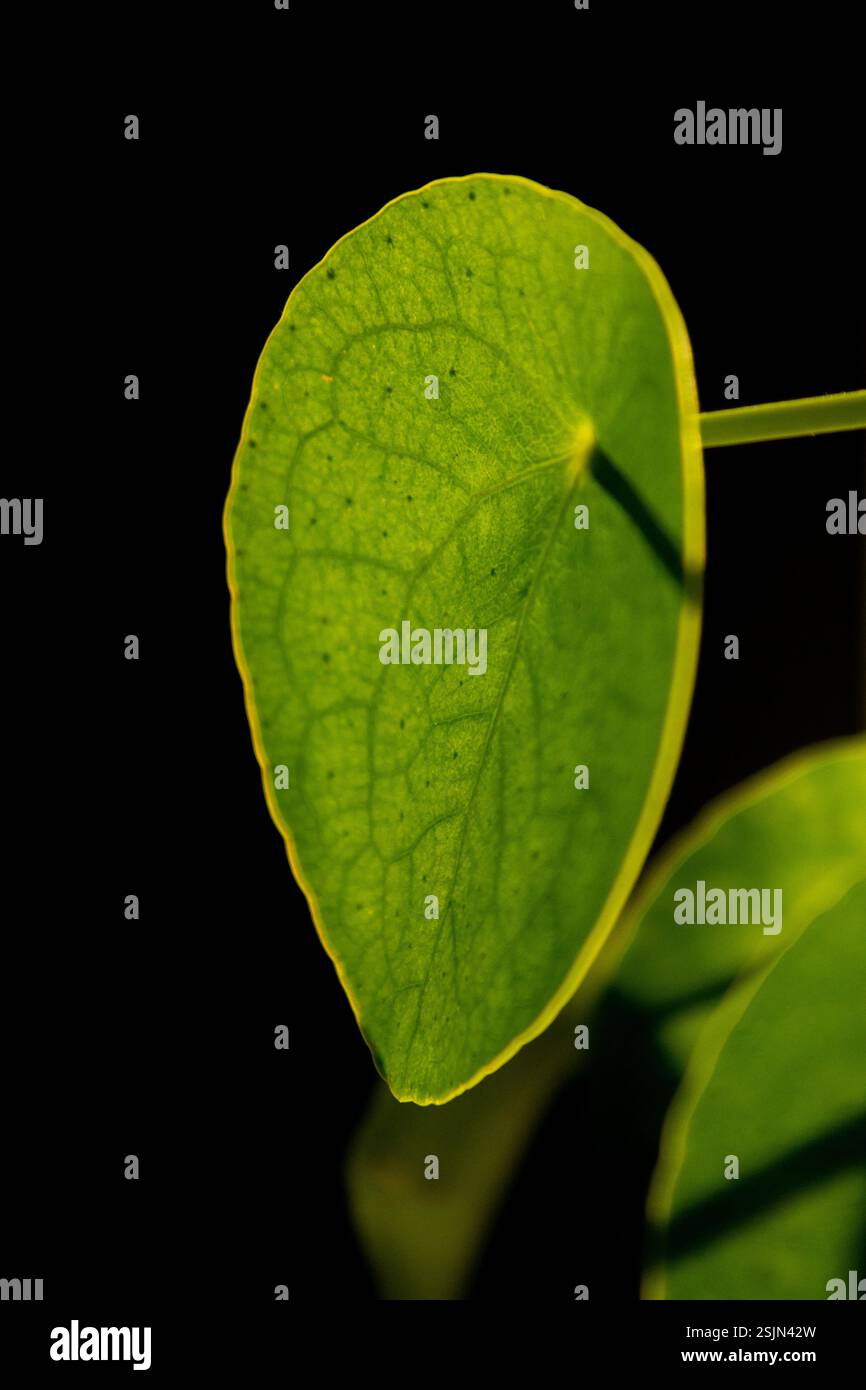 A close-up of the round, glossy leaf of the Chinese Money Plant (Pilea ...