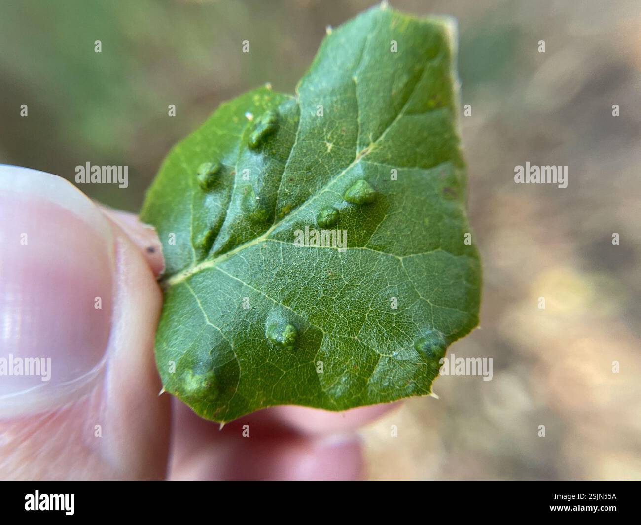 Live Oak Erineum Mite (Aceria mackiei), Arachnida, East San Jose, San ...