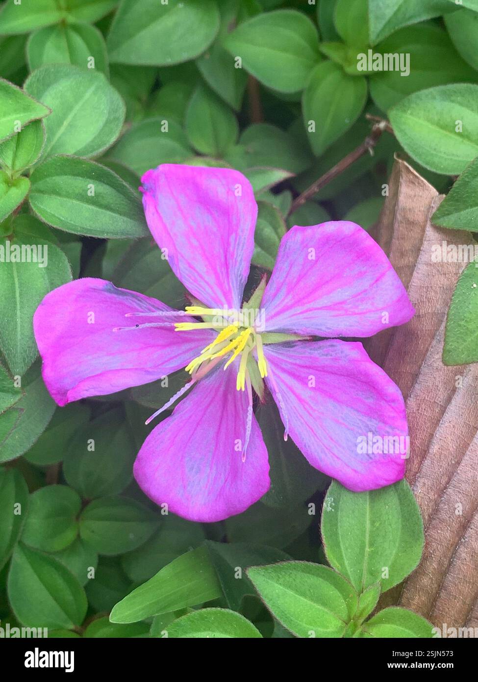 Spanish Shawl (Heterotis rotundifolia), Plantae, Than Sadet-Ko Pha-Ngan ...