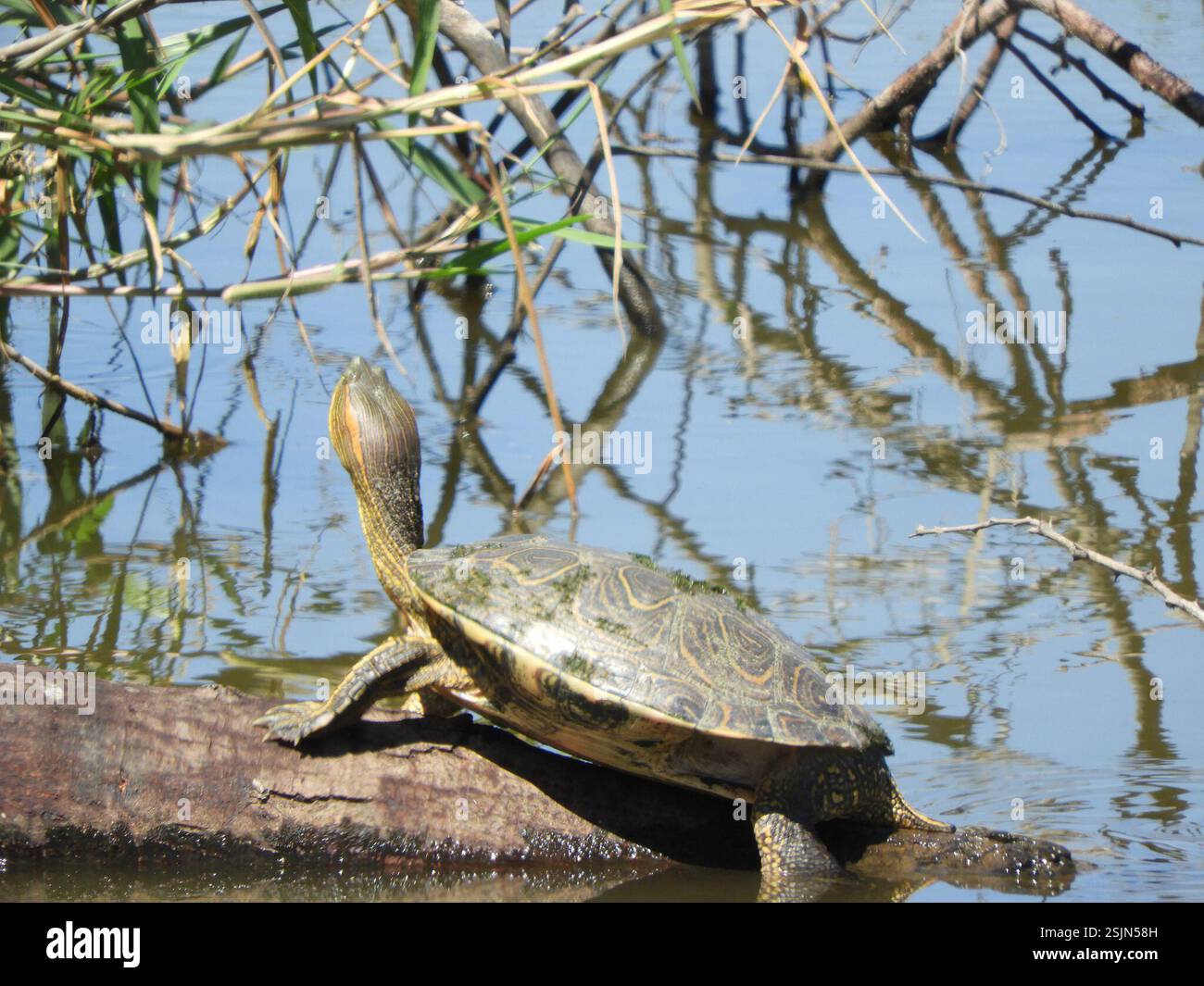 Ornate Slider (Trachemys ornata), Reptilia, Nayarit, MX Stock Photo - Alamy