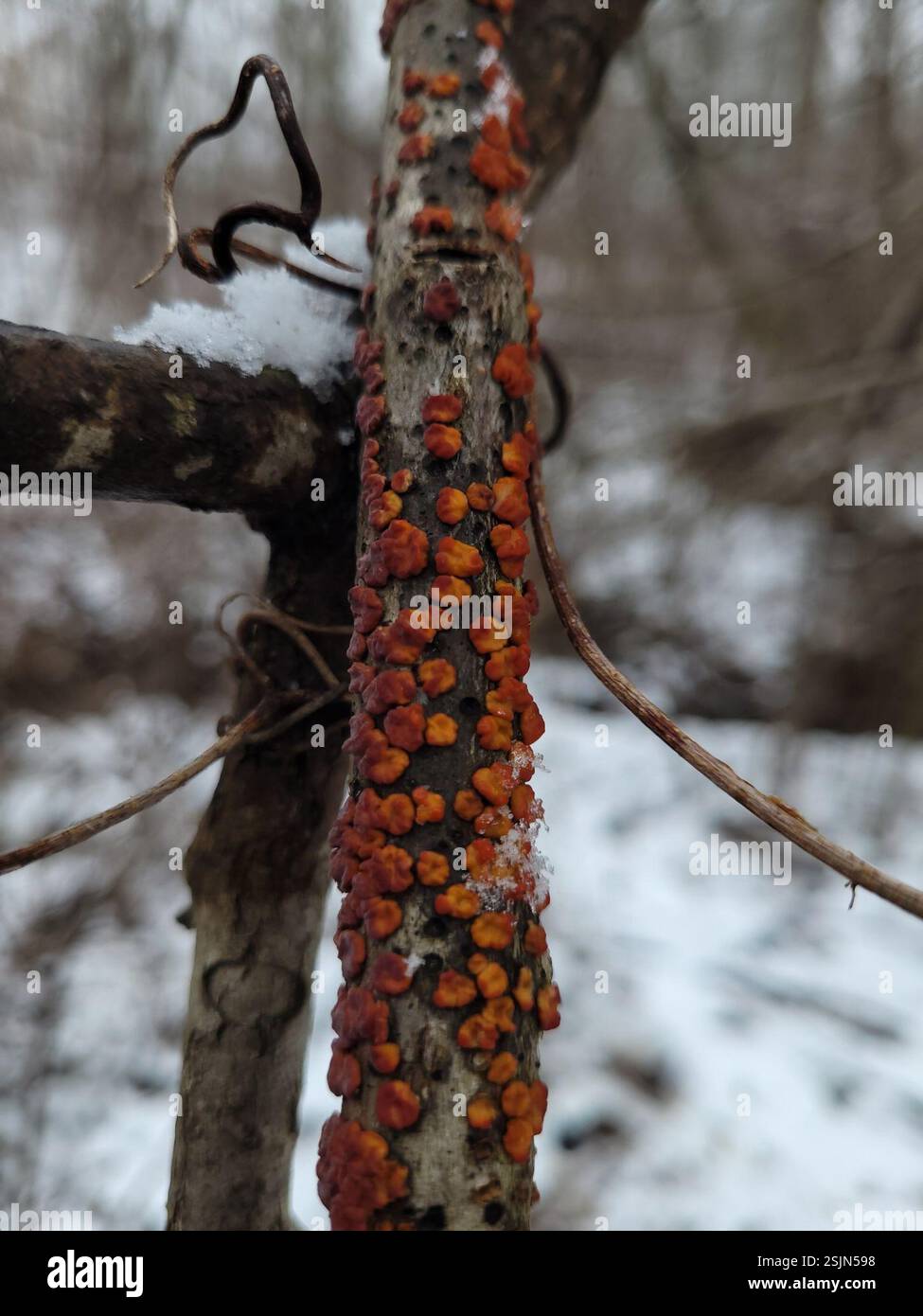 Red Tree Brain Fungus (Peniophora rufa), Fungi, Kirtland, OH 44094, USA ...