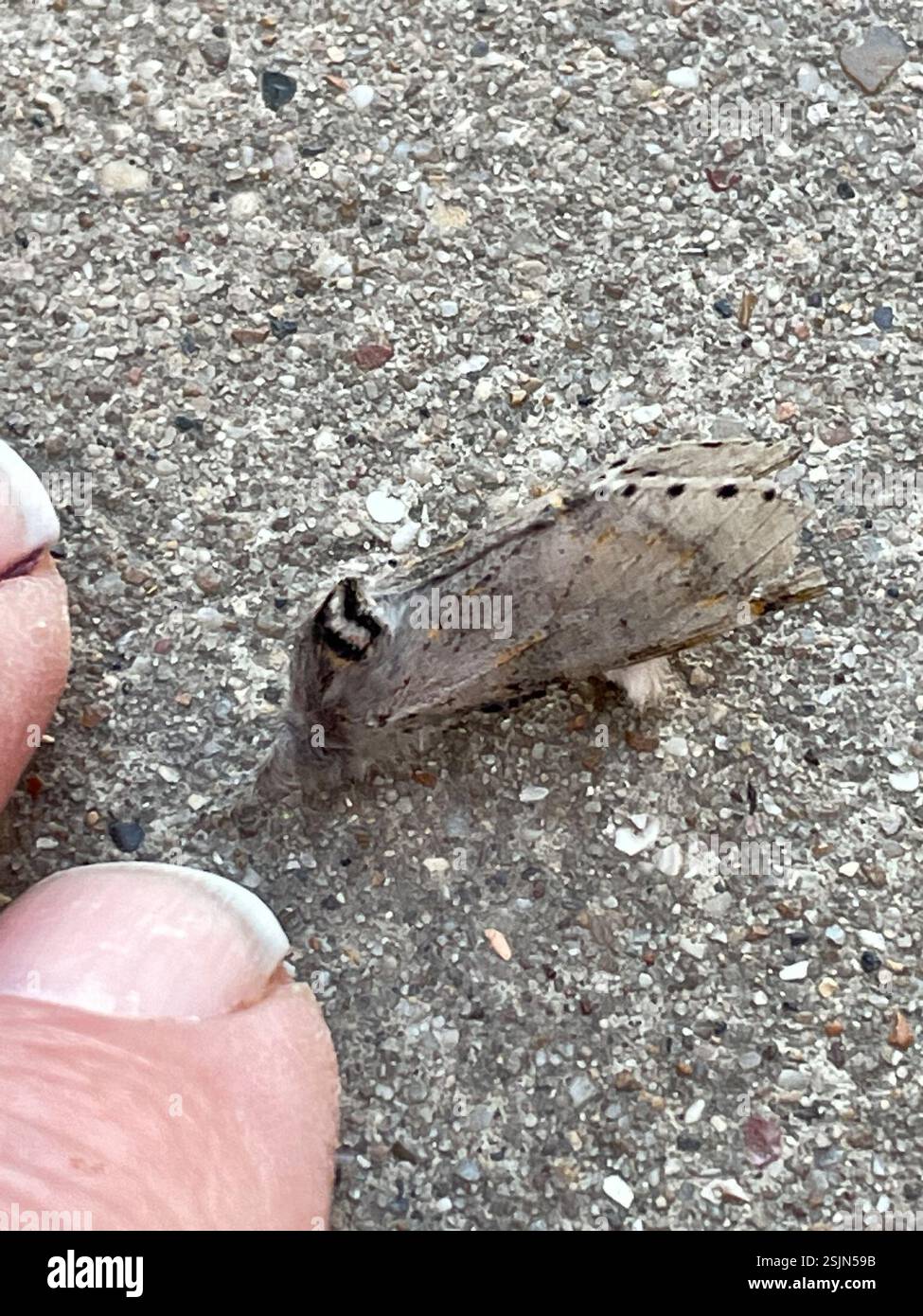 Gray Furcula Moth (Furcula cinerea), Insecta, Lake Rd, Belton, TX, US ...