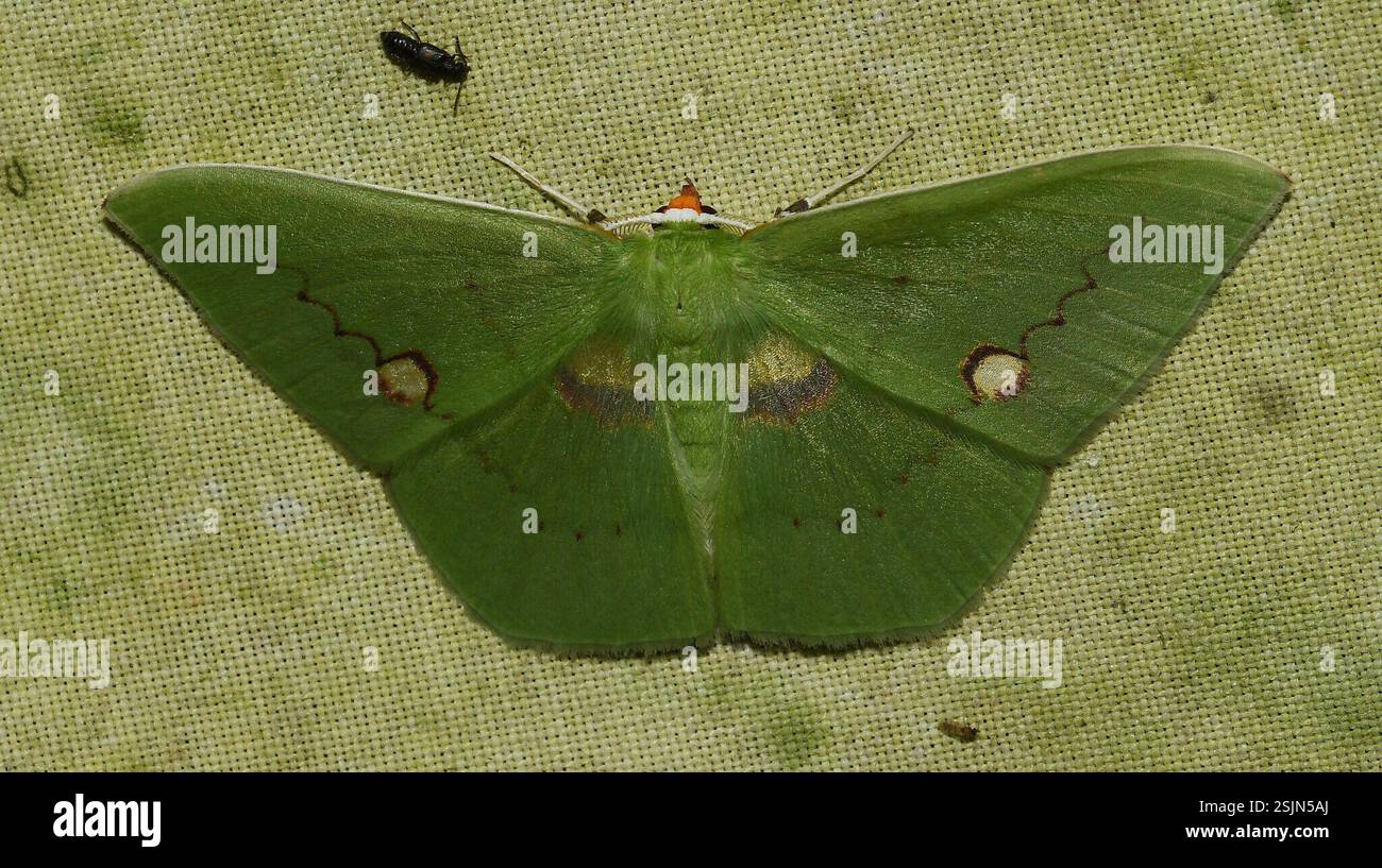 (Rhodochlora brunneipalpis), Insecta, Cabañas San Isidro, Cosanga Napo ...