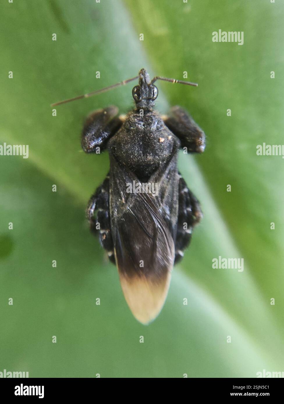 Bee Assassins (Apiomerus), Insecta, Cachoeira, Ibiúna - SP, 18150-000 ...