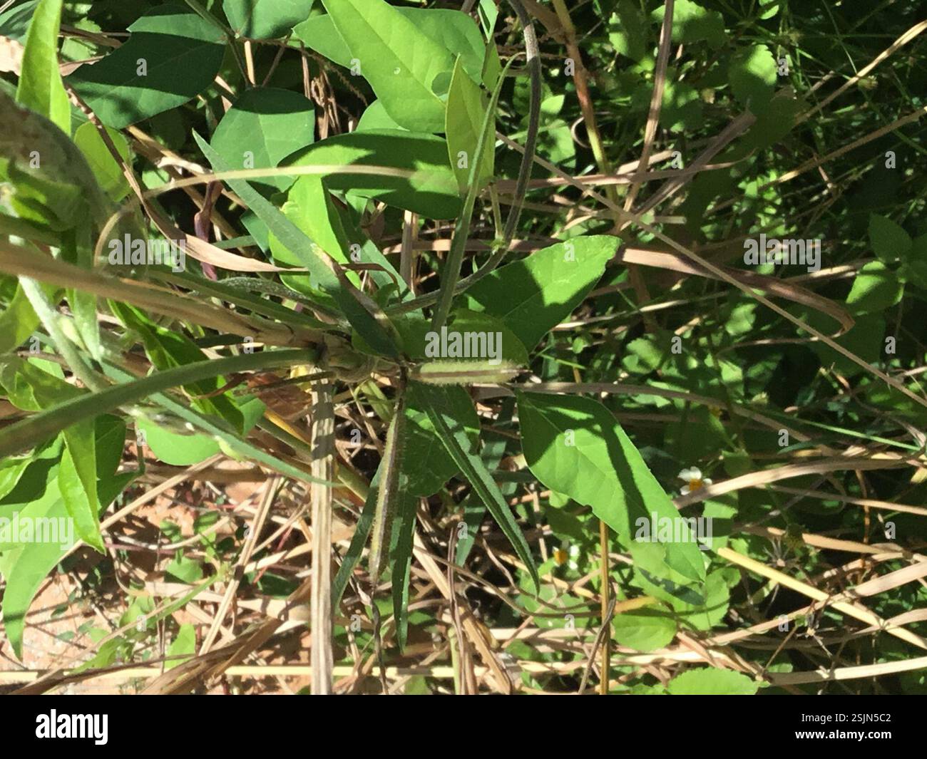 Vasey Grass (Paspalum urvillei), Plantae, Queensland, AU Stock Photo ...