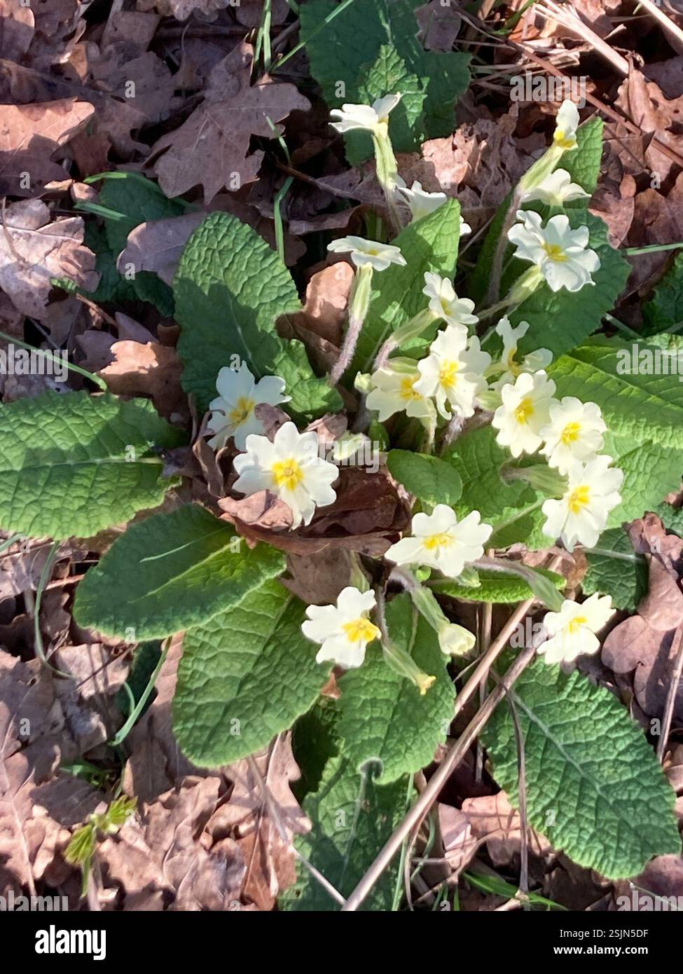 Primrose (Primula vulgaris), Plantae, Roedean Crescent, London, England ...