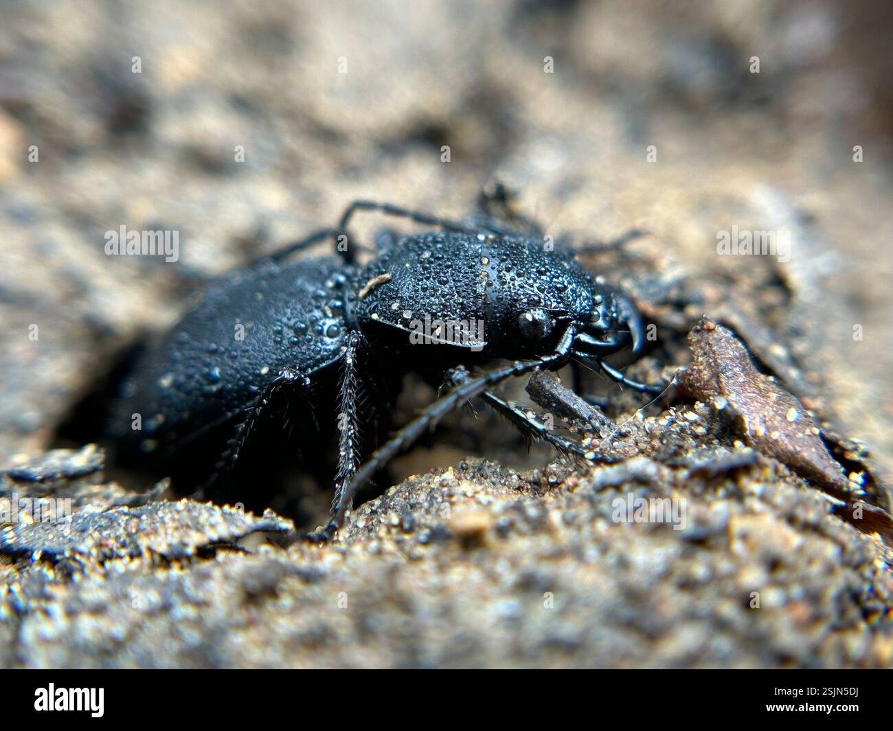 California Night-stalking Tiger Beetle (Omus californicus), Insecta ...