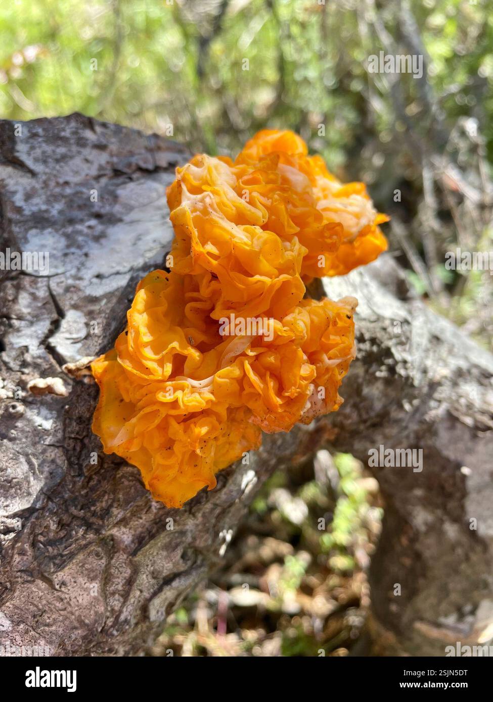 golden ear (Naematelia aurantia), Fungi, Fort Ord National Monument ...