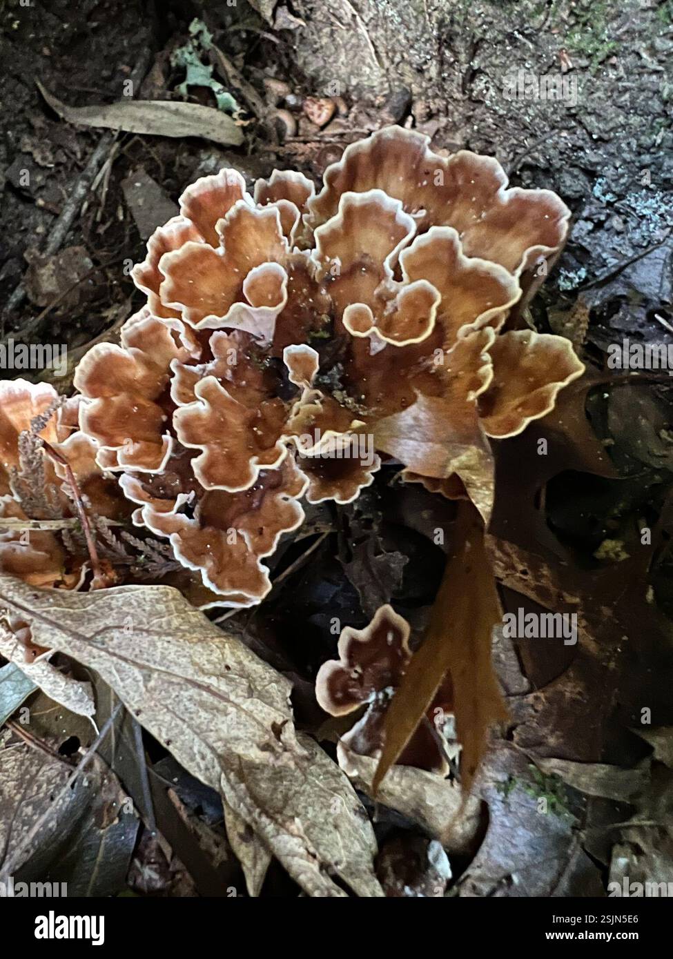 Turitea hi-res stock photography and images - Alamy