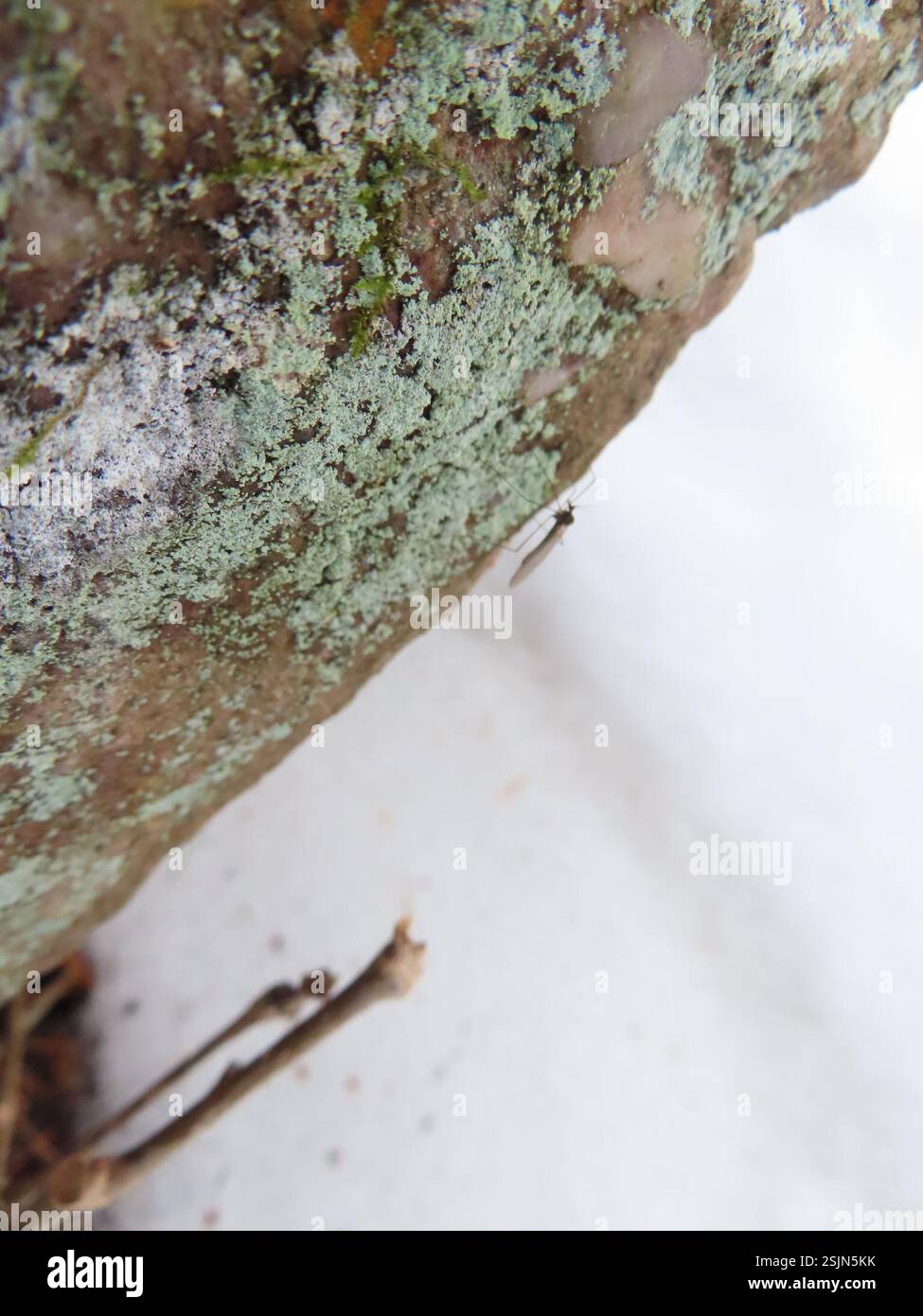 (Trichocera), Insecta, Devil's Lake State Park, Devils Lake, Sauk ...